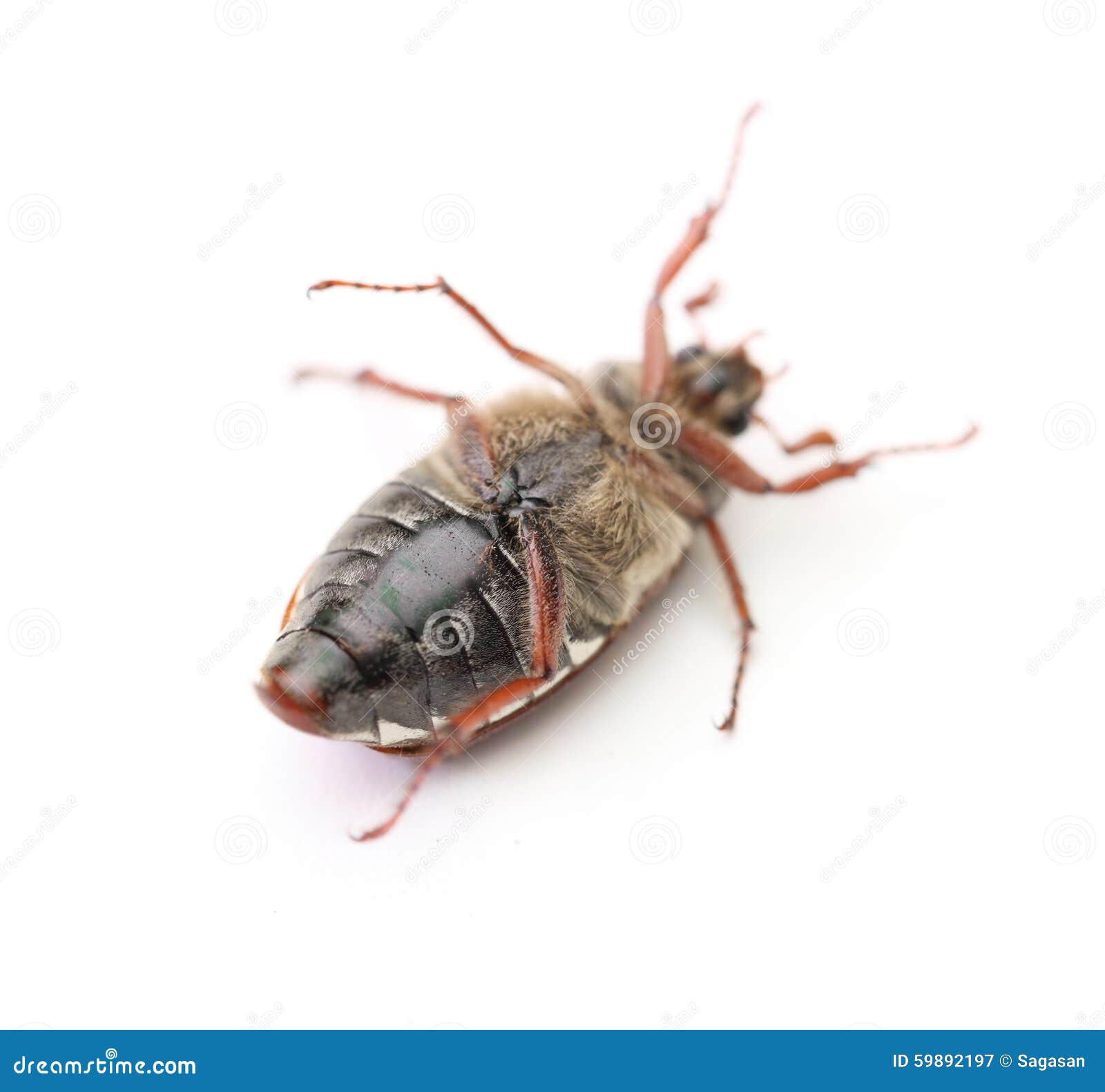 Maybug stock image. Image of insects, season, animal - 59892197
