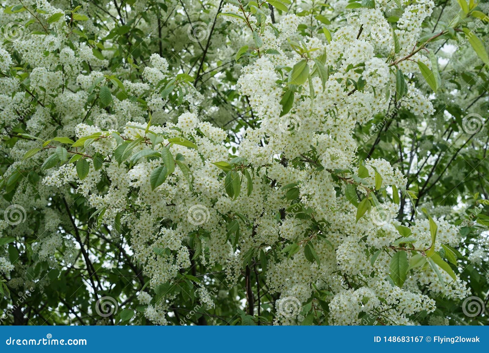 Mayday tree flowers stock image. Image of weeds, wood - 148683167