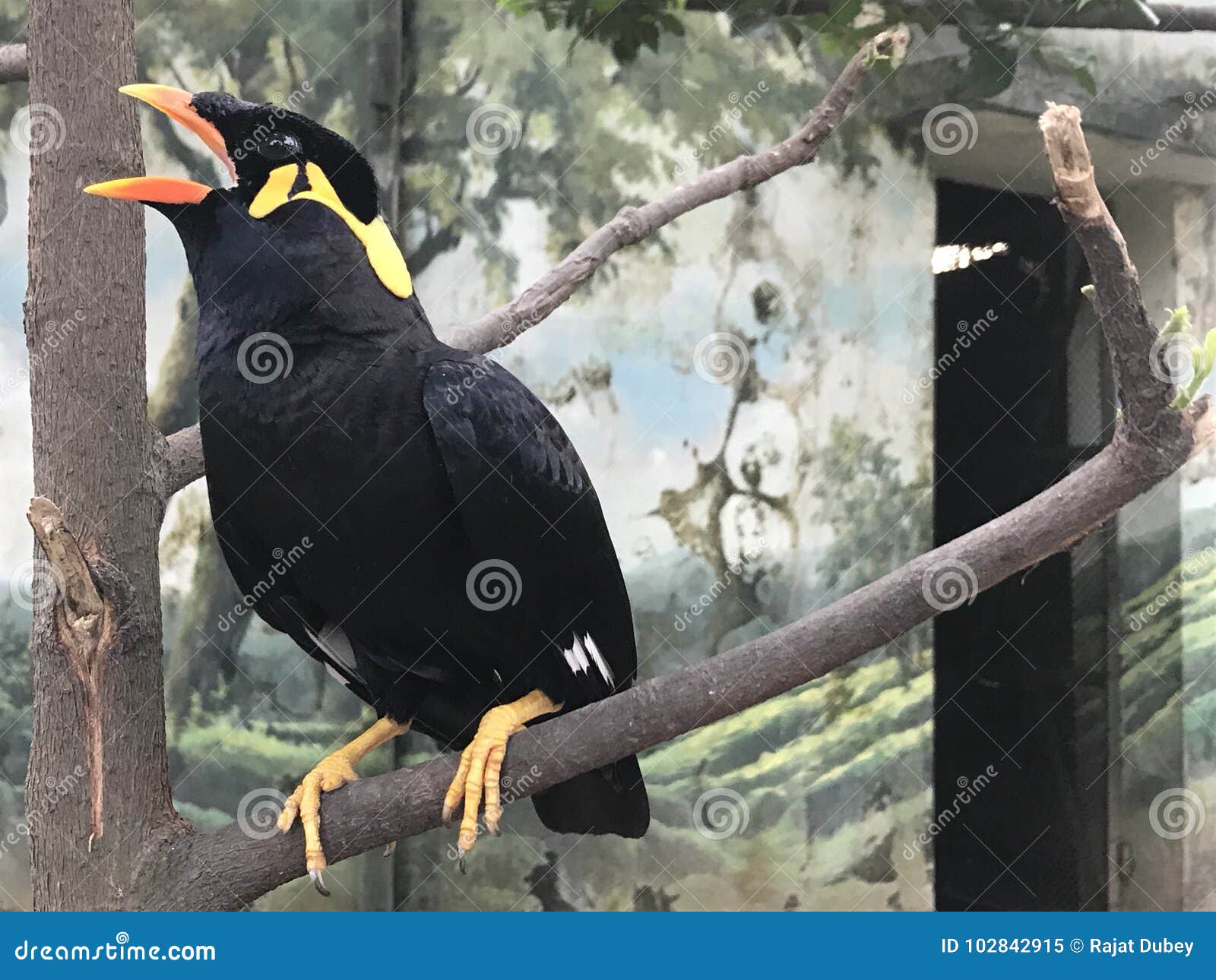 Mayena Stock Photos - Free & Royalty-Free Stock Photos from Dreamstime