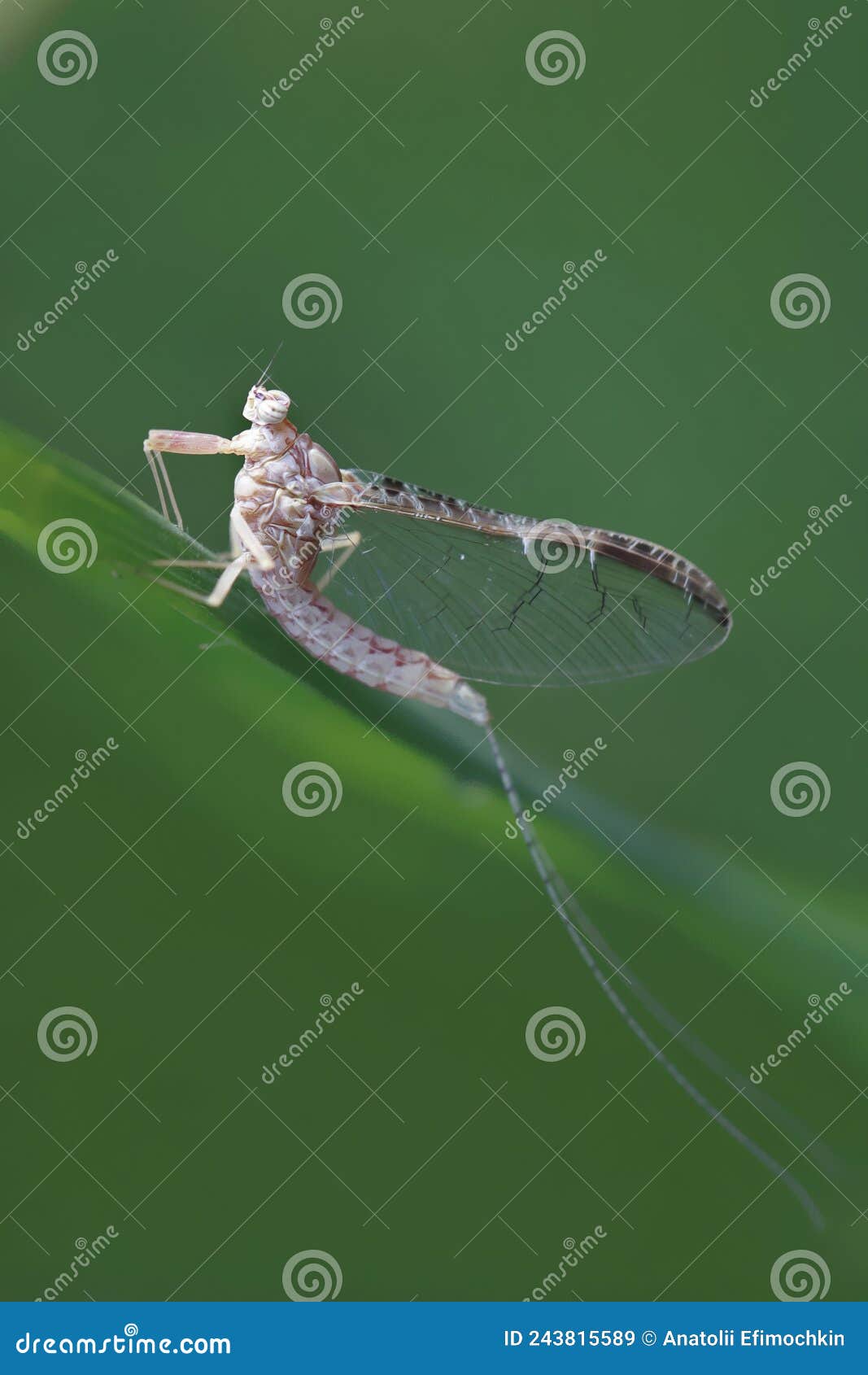 Macro of a Small Mayfly Resting on a Blade of Grass. Stock Image ...