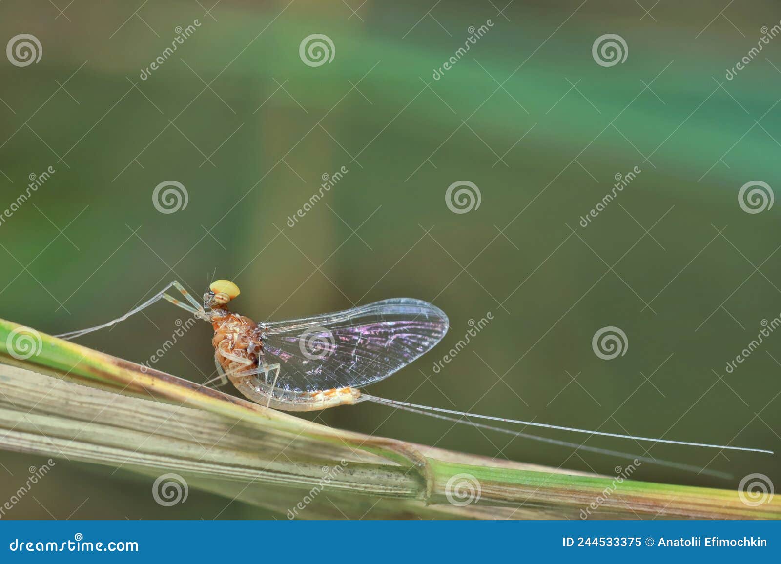 Macro of a Small Mayfly Resting on a Blade of Grass. Stock Image ...