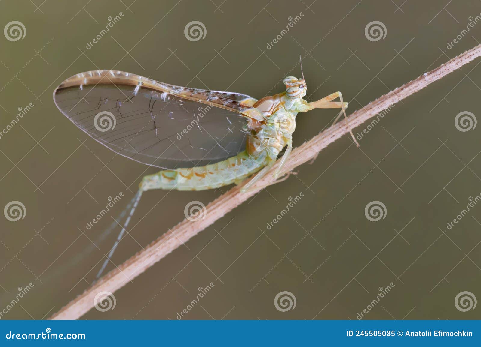 Macro of a Small Mayfly Resting on a Blade of Grass. Stock Image ...