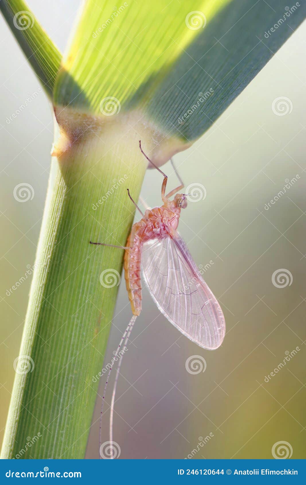 Macro of a Small Mayfly Resting on a Blade of Grass. Stock Photo ...