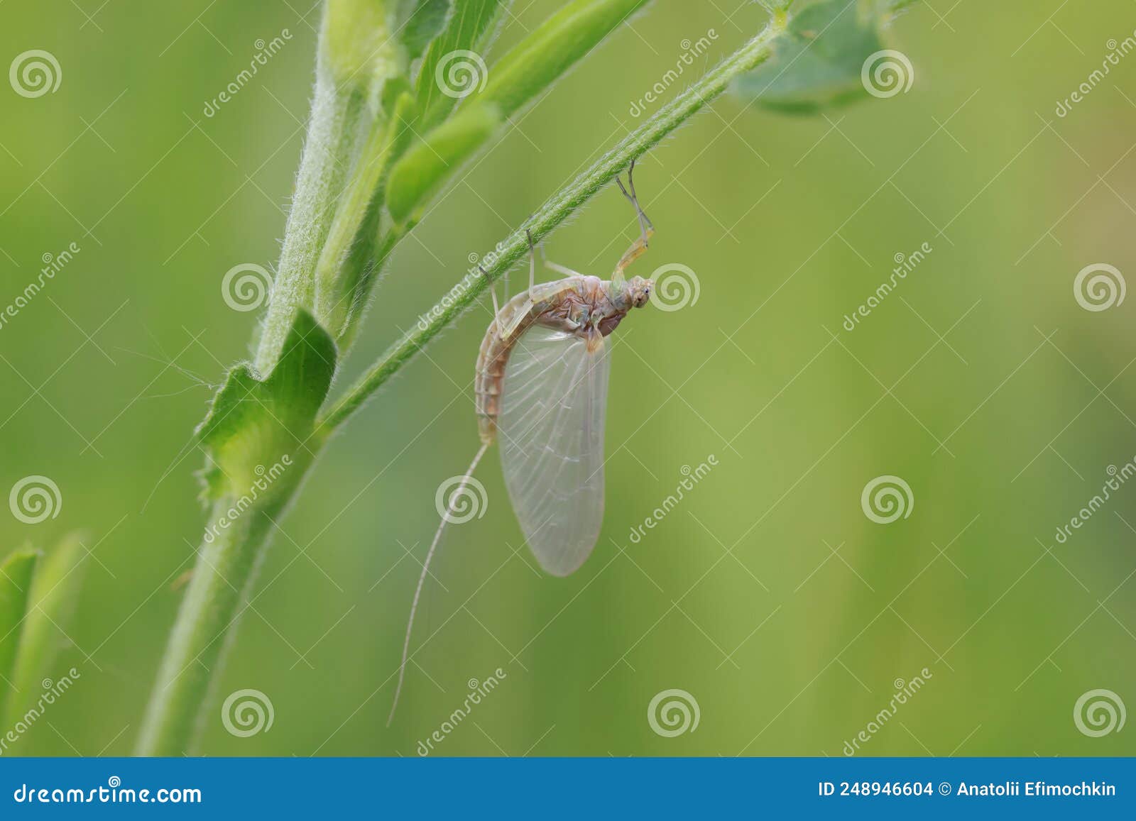 Macro of a Small Mayfly Resting on a Blade of Grass. Stock Photo ...
