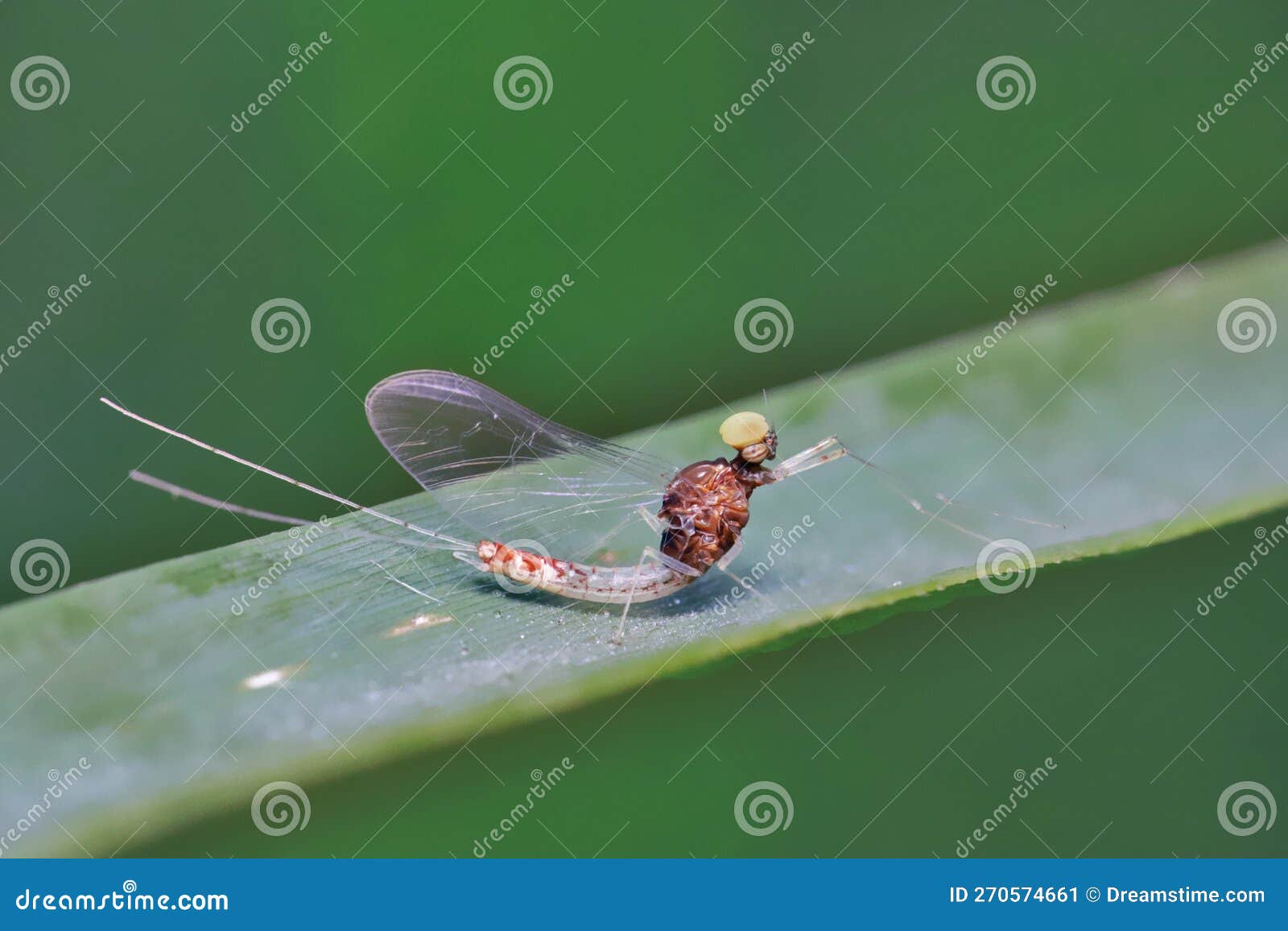 Macro of a Small Mayfly Resting on a Blade of Grass. Stock Image ...