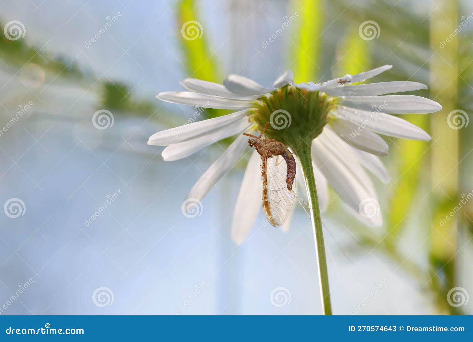 Macro of a Small Mayfly Sits on a Daisy Flower. Stock Image - Image of ...
