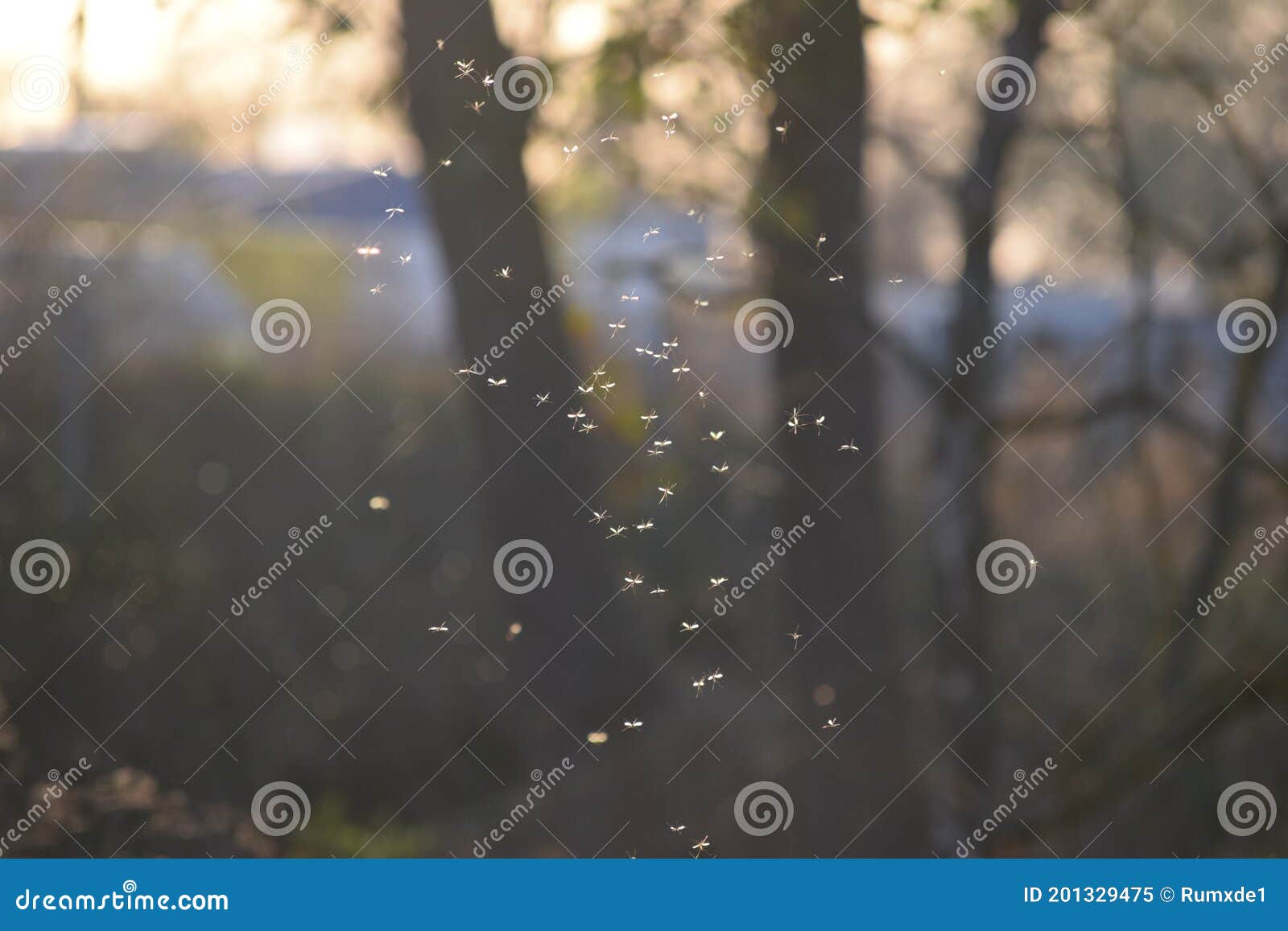 Mayflies stock image. Image of mayflies, aerial, flying - 201329475