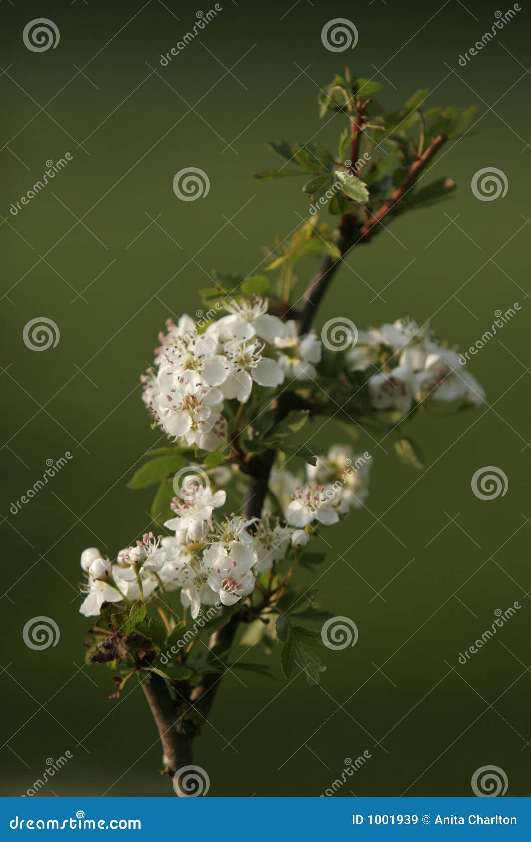 Mayflower Blossom stock image. Image of grow, blossom - 1001939