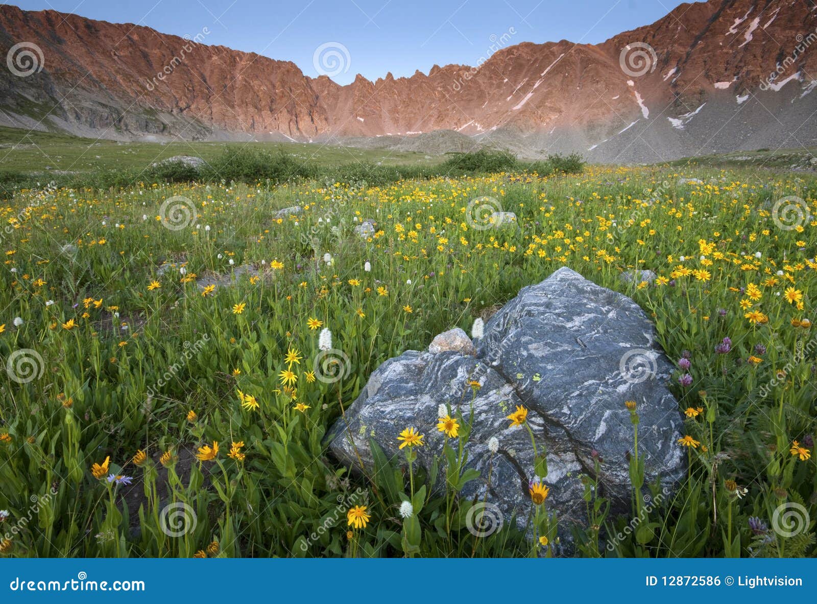 Mayflower Gulch stock photo. Image of wildflower, gulch - 12872586