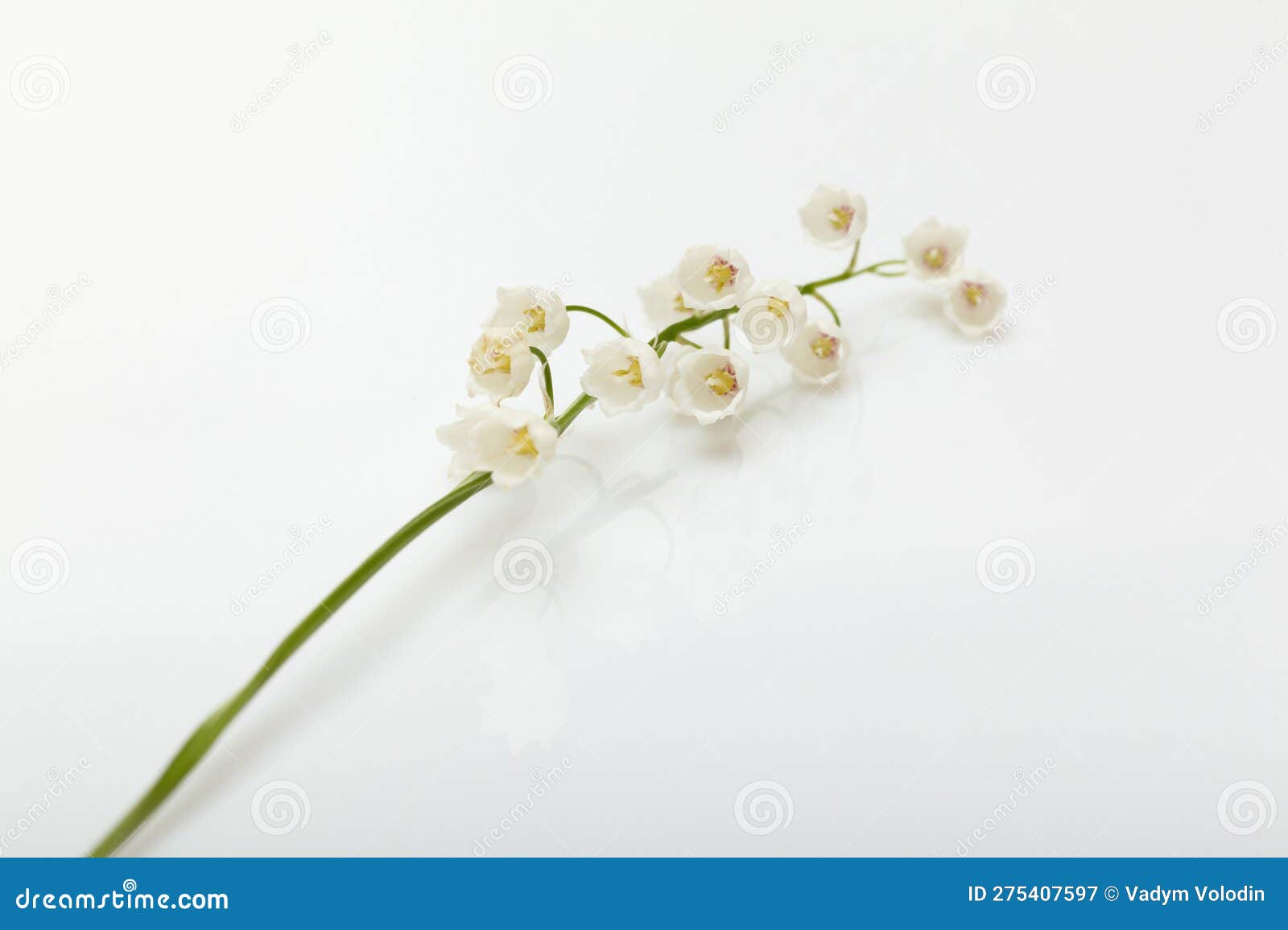 Mayflower on White Background Stock Image - Image of valley, season ...