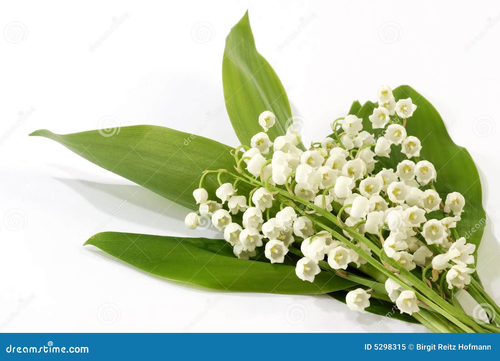 Mayflowers stock image. Image of bunch, springtime, mayflower - 5298315
