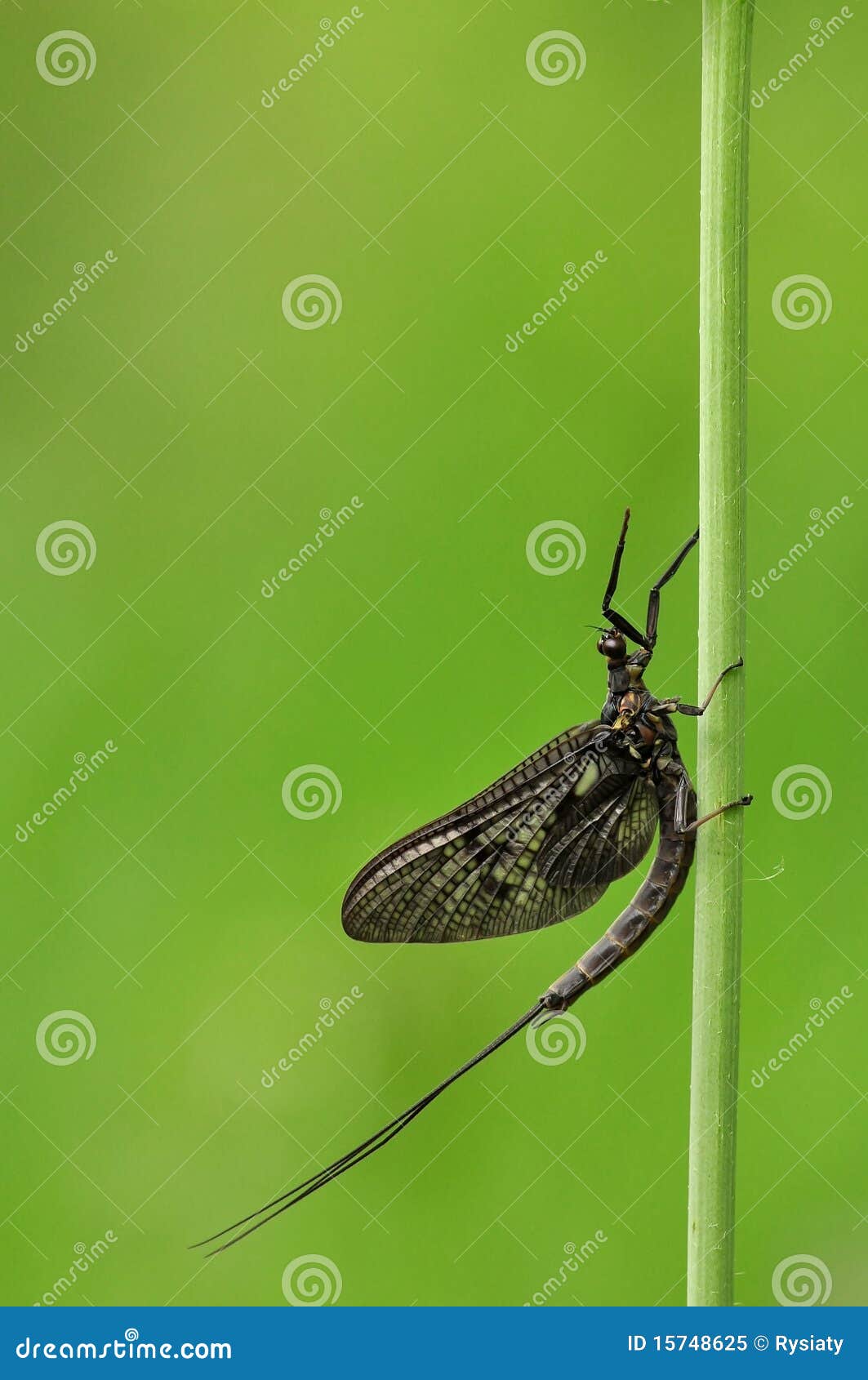 Mayfly stock image. Image of close, macro, europe, background - 15748625