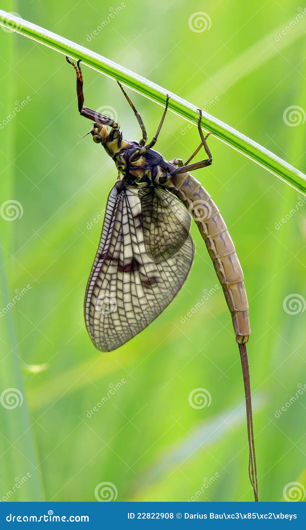 Mayfly stock photo. Image of green, brown, nature, antenna - 22822908