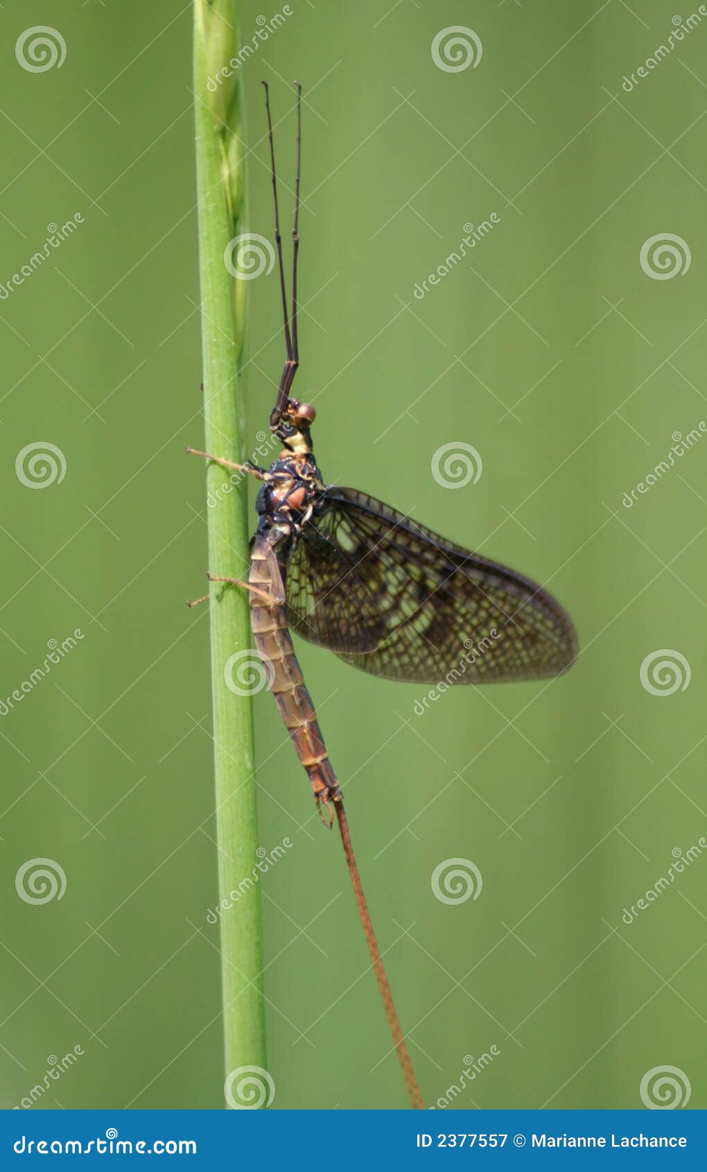 Mayfly stock image. Image of mayfly, grass, insect, detail - 2377557