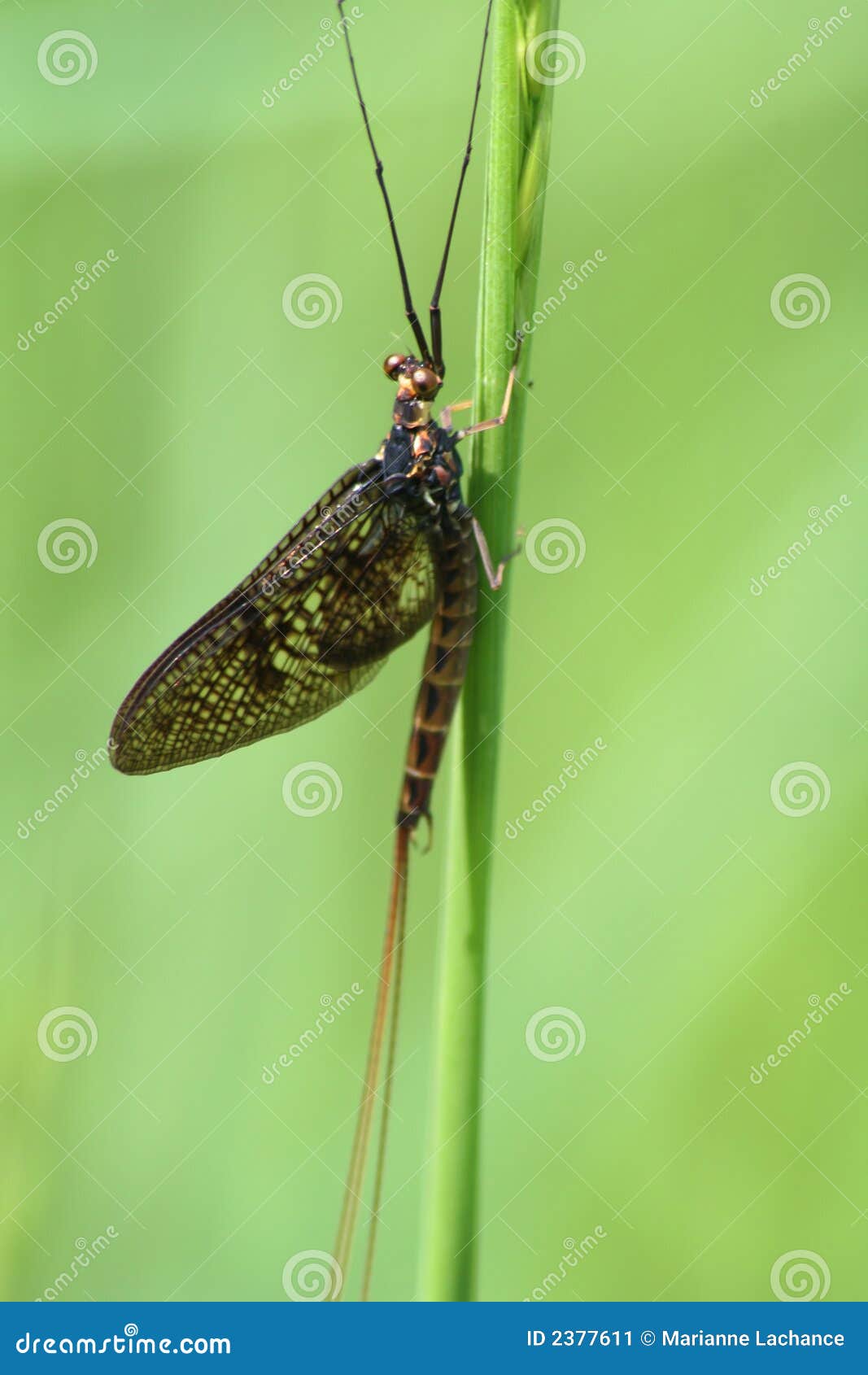Mayfly stock image. Image of tail, organism, macro, green - 2377611