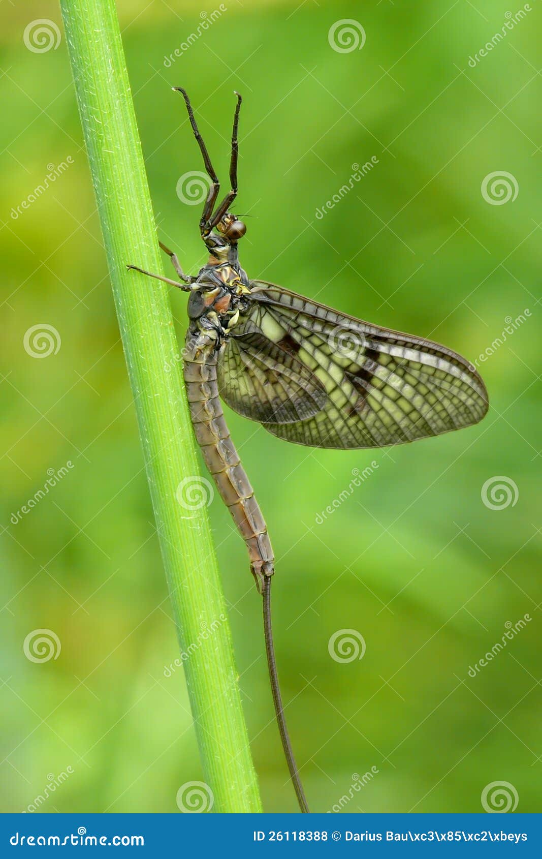 Mayfly stock photo. Image of park, wildlife, green, animal - 26118388