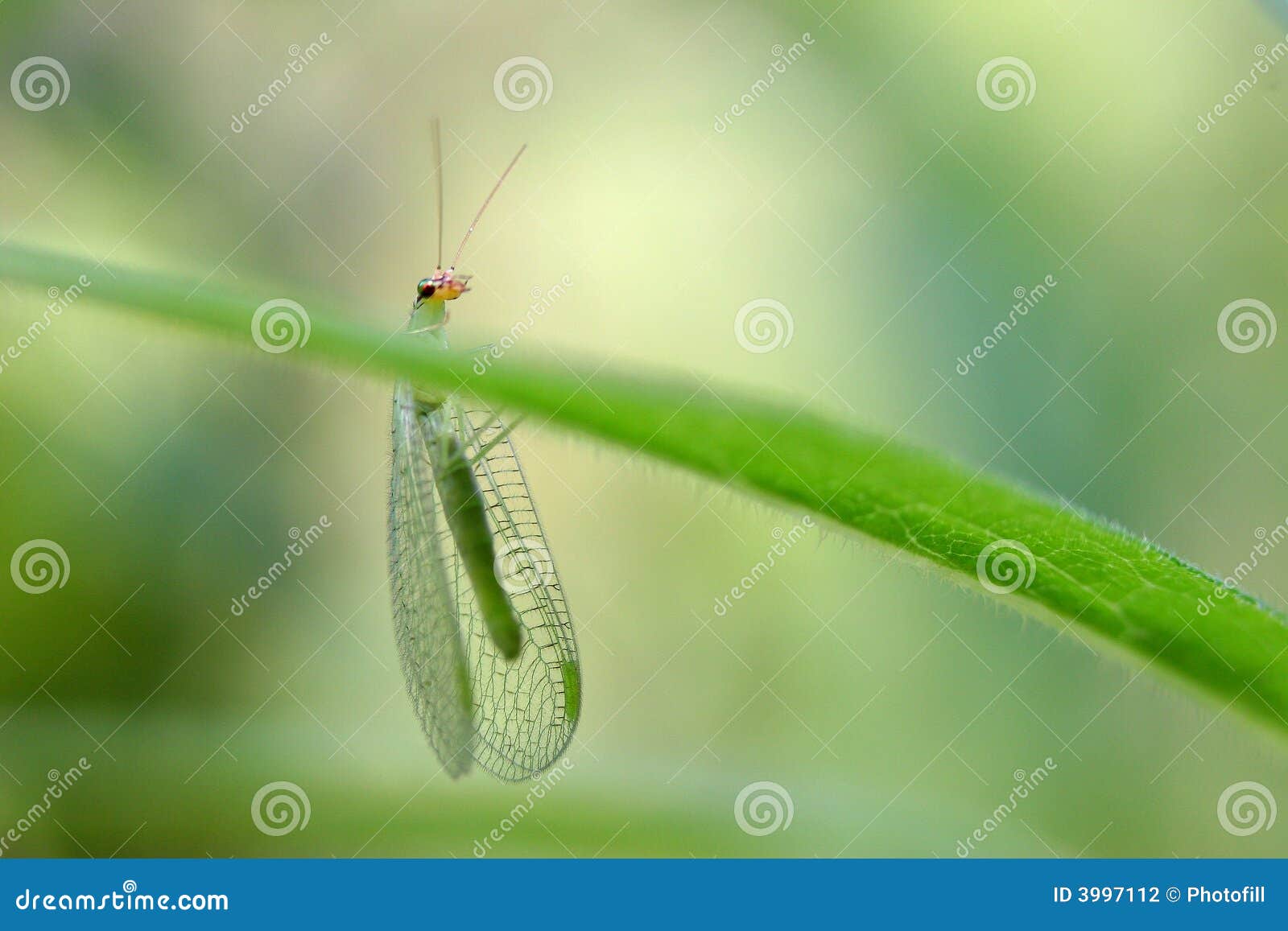Mayfly stock photo. Image of hang, hanging, green, mayfly - 3997112