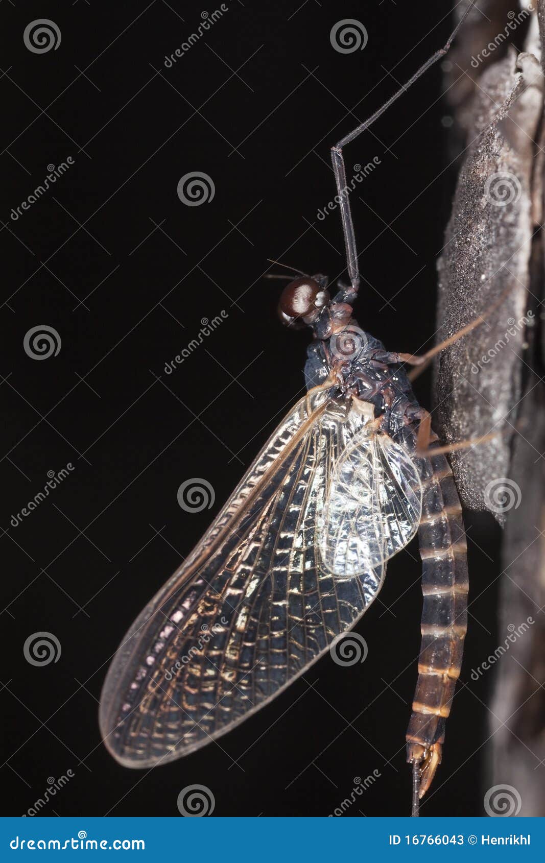 Mayfly with Black Background Stock Image - Image of mayfly, side: 16766043