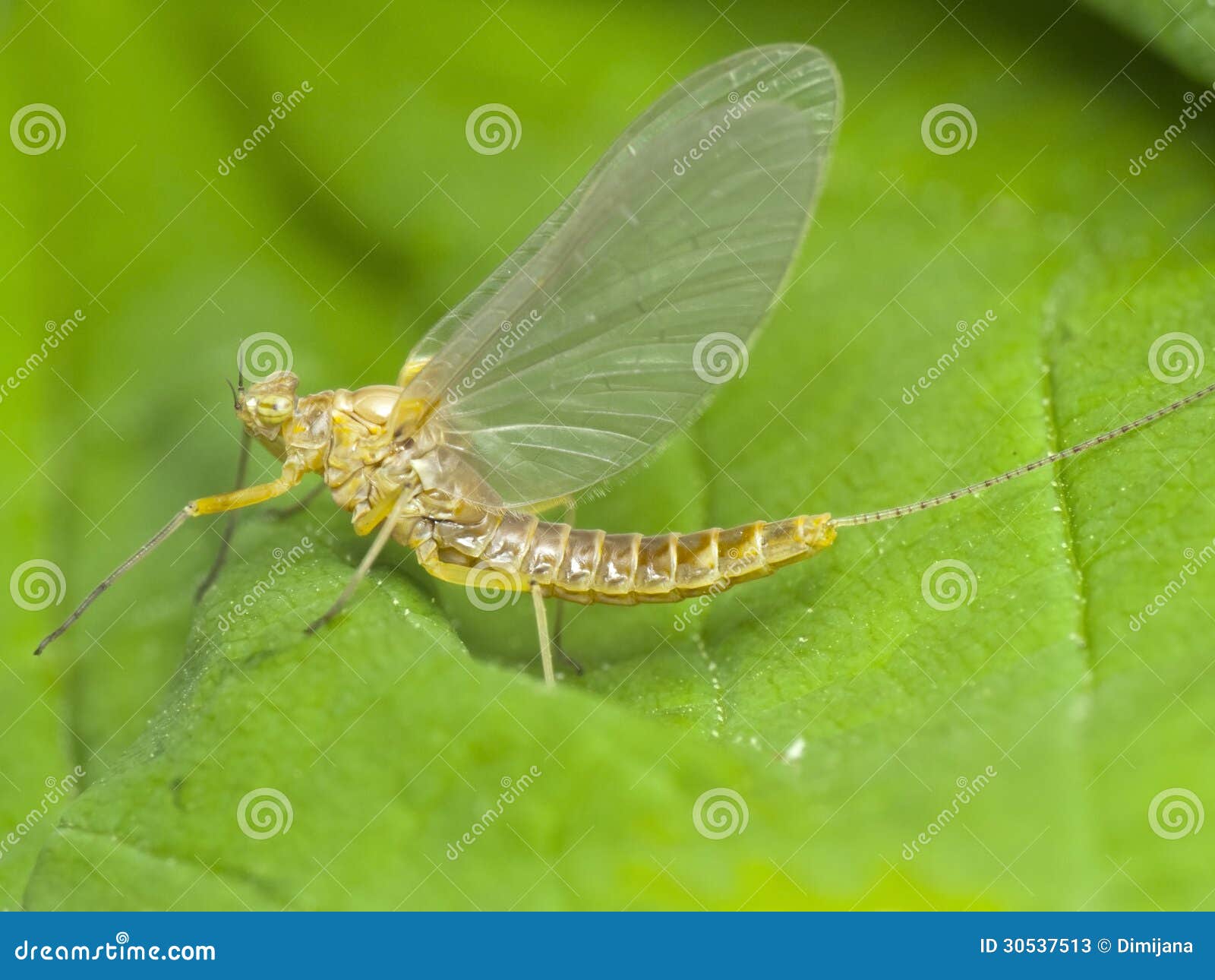 Mayfly, close-up stock image. Image of leaf, macro, wing - 30537513