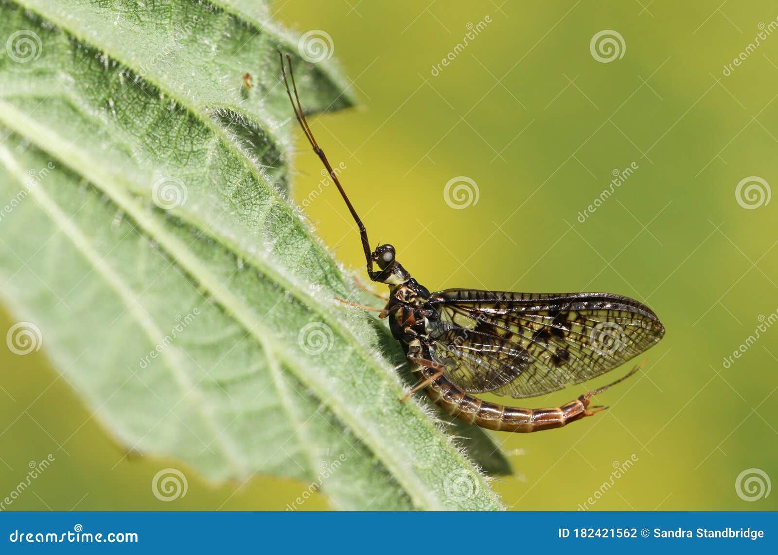 A Mayfly, Ephemera Vulgata, Perching on a Stinging Nettle Leaf Growing ...