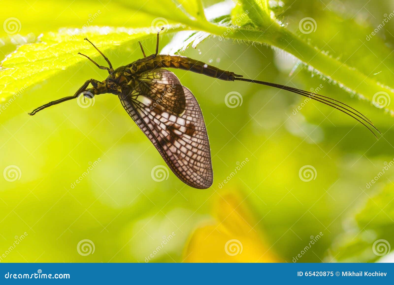 Mayfly (Ephemera vulgata) stock image. Image of female - 65420875