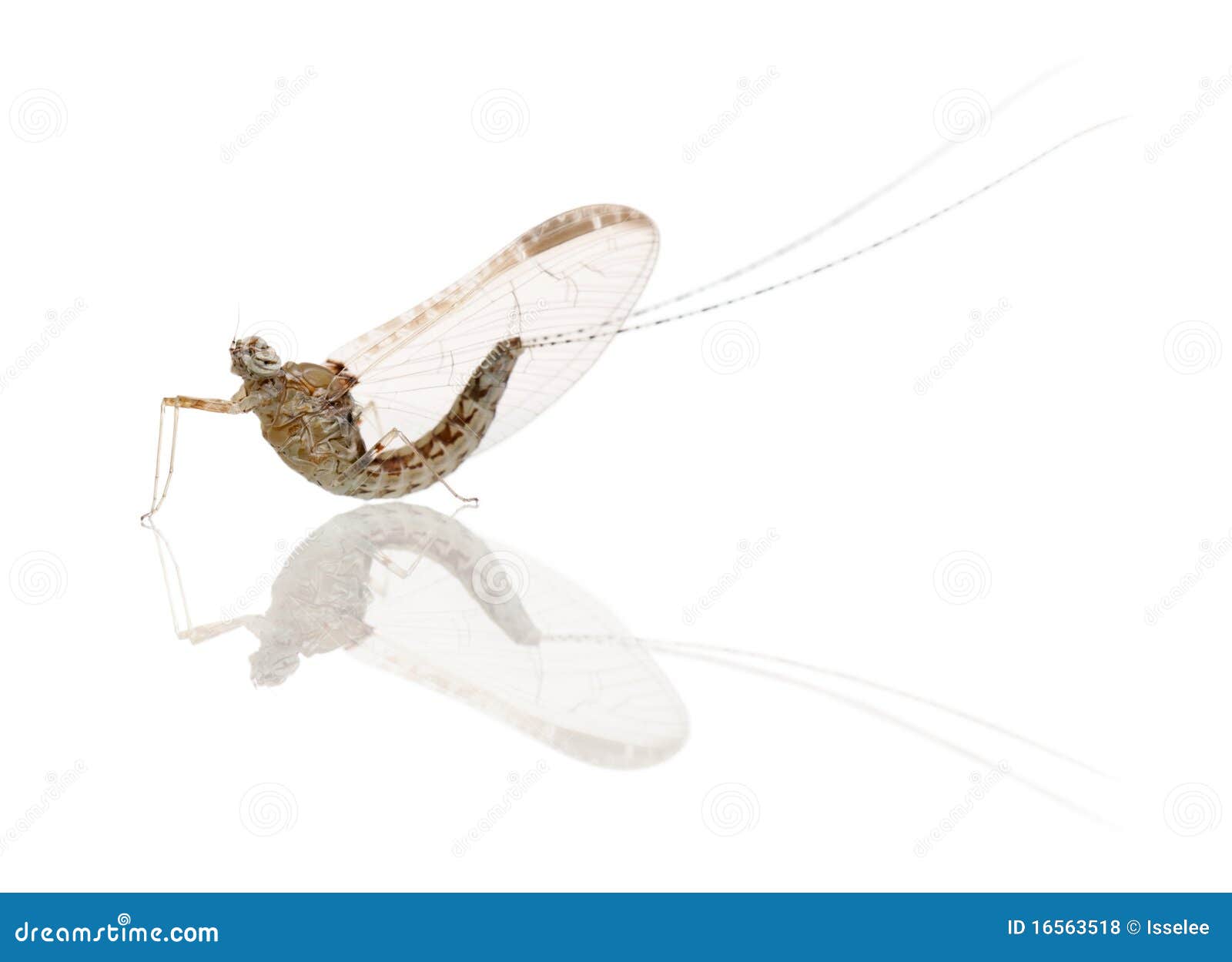 Mayfly, ephemeroptera stock photo. Image of wildlife - 16563518