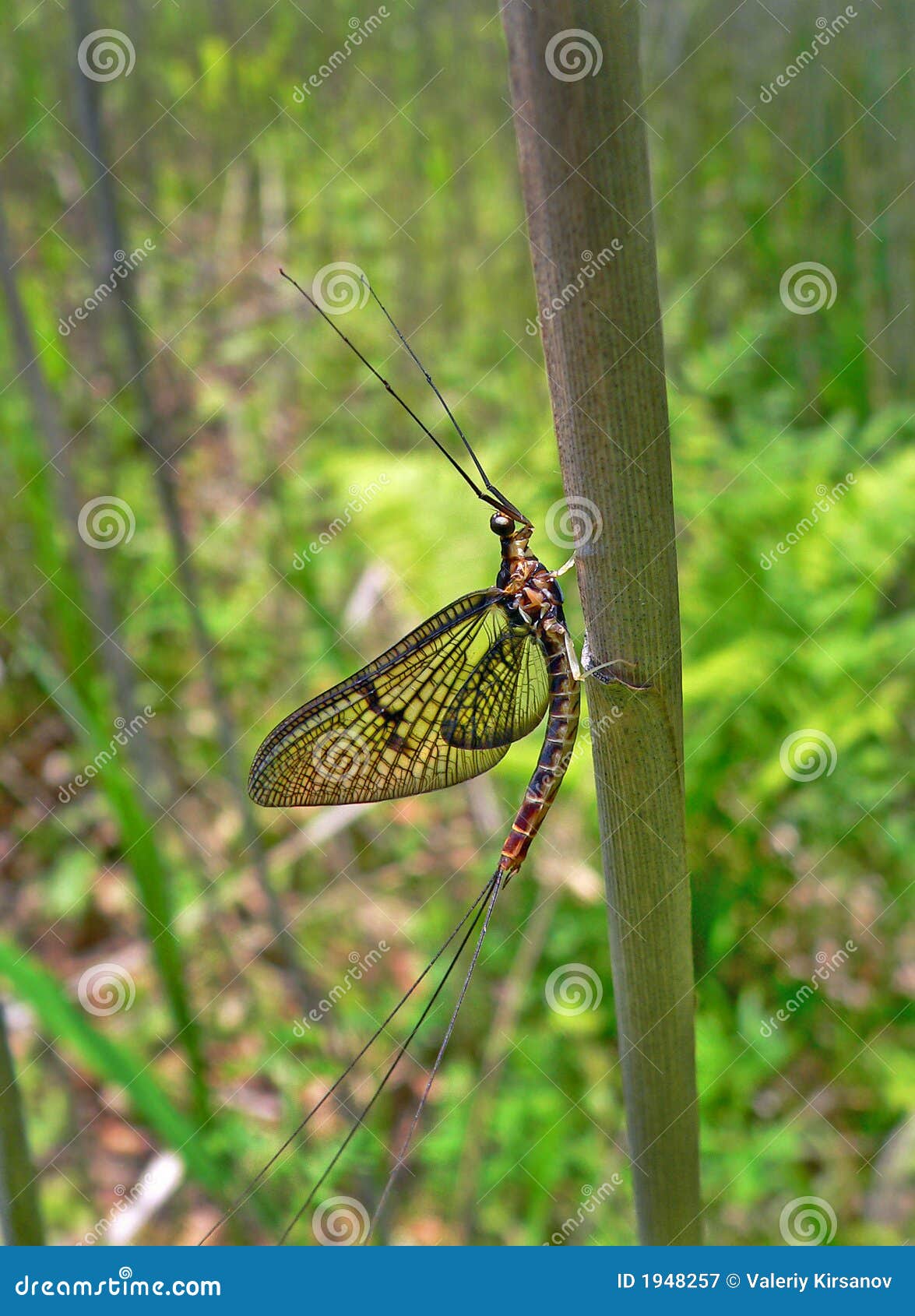 Mayfly (Ephemeroptera) stock image. Image of reed, delicate - 1948257