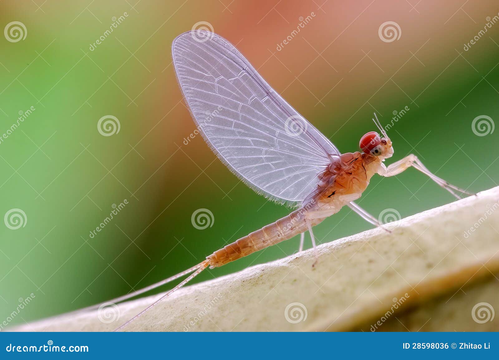 Royalty Free Images, Cartoons, Illustrations And Photos Designed By ...