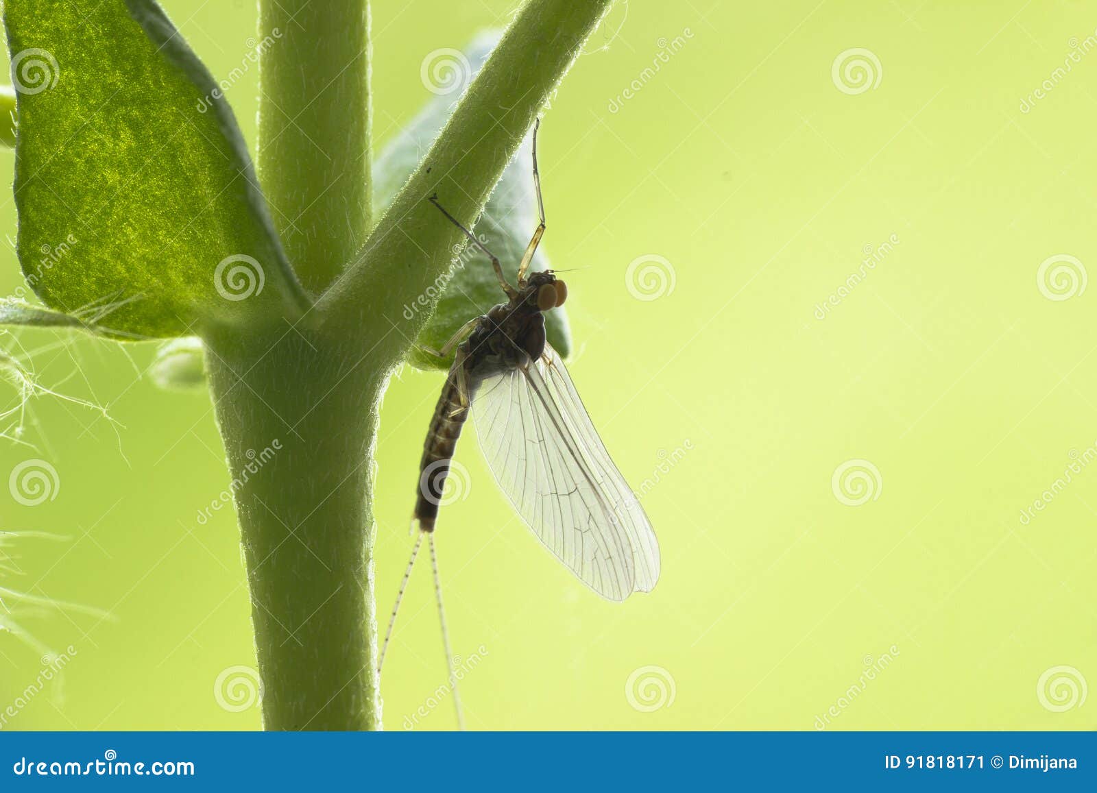 Mayfly Ephemeroptera stock image. Image of close, natural - 91818171