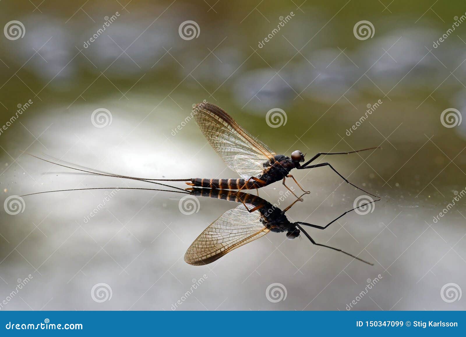 Mayfly, Ephemeroptera on a Mirrored Glossy Surface Stock Image - Image ...