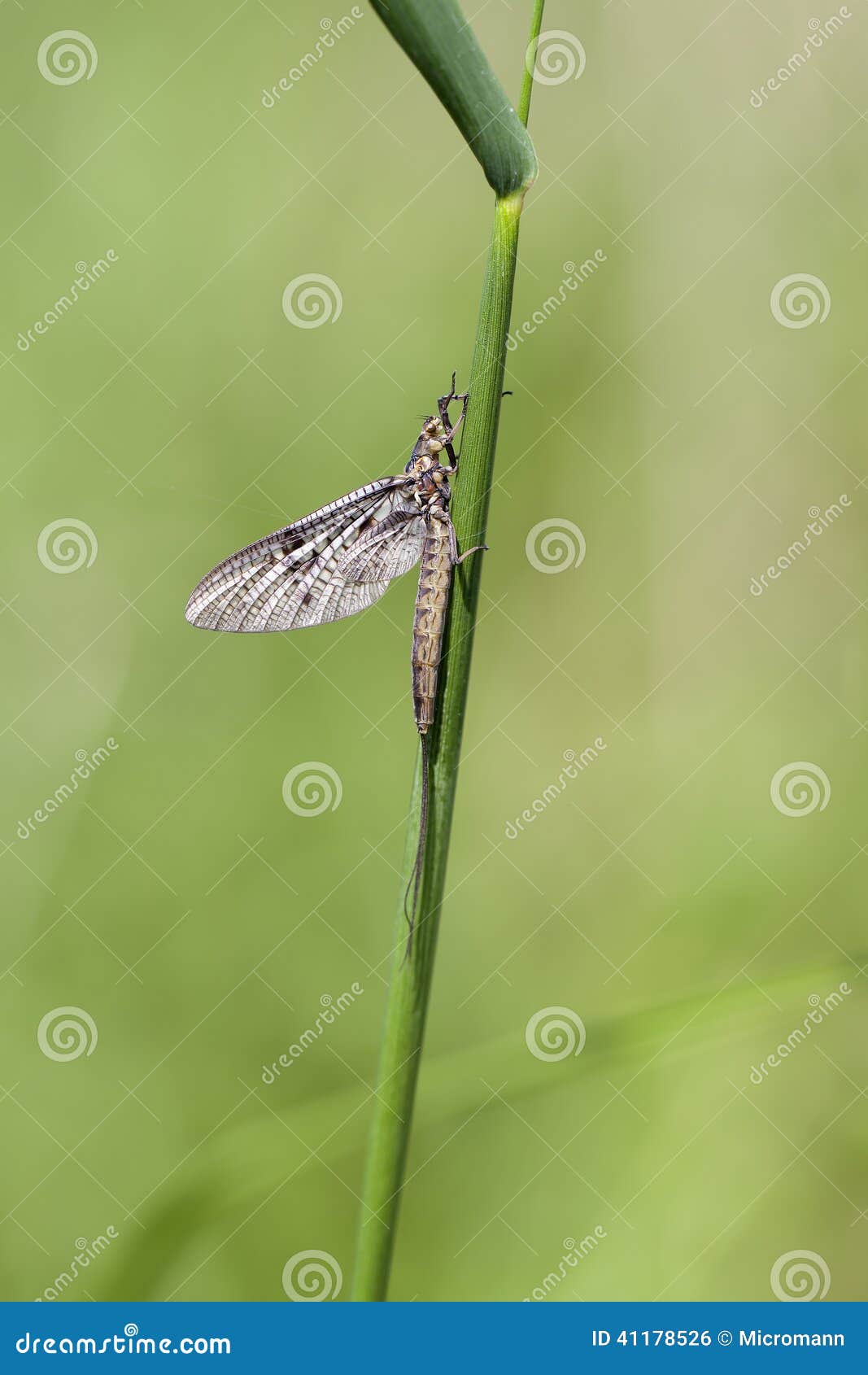 Mayfly - Ephemeroptera stock photo. Image of mayfly, season - 41178526