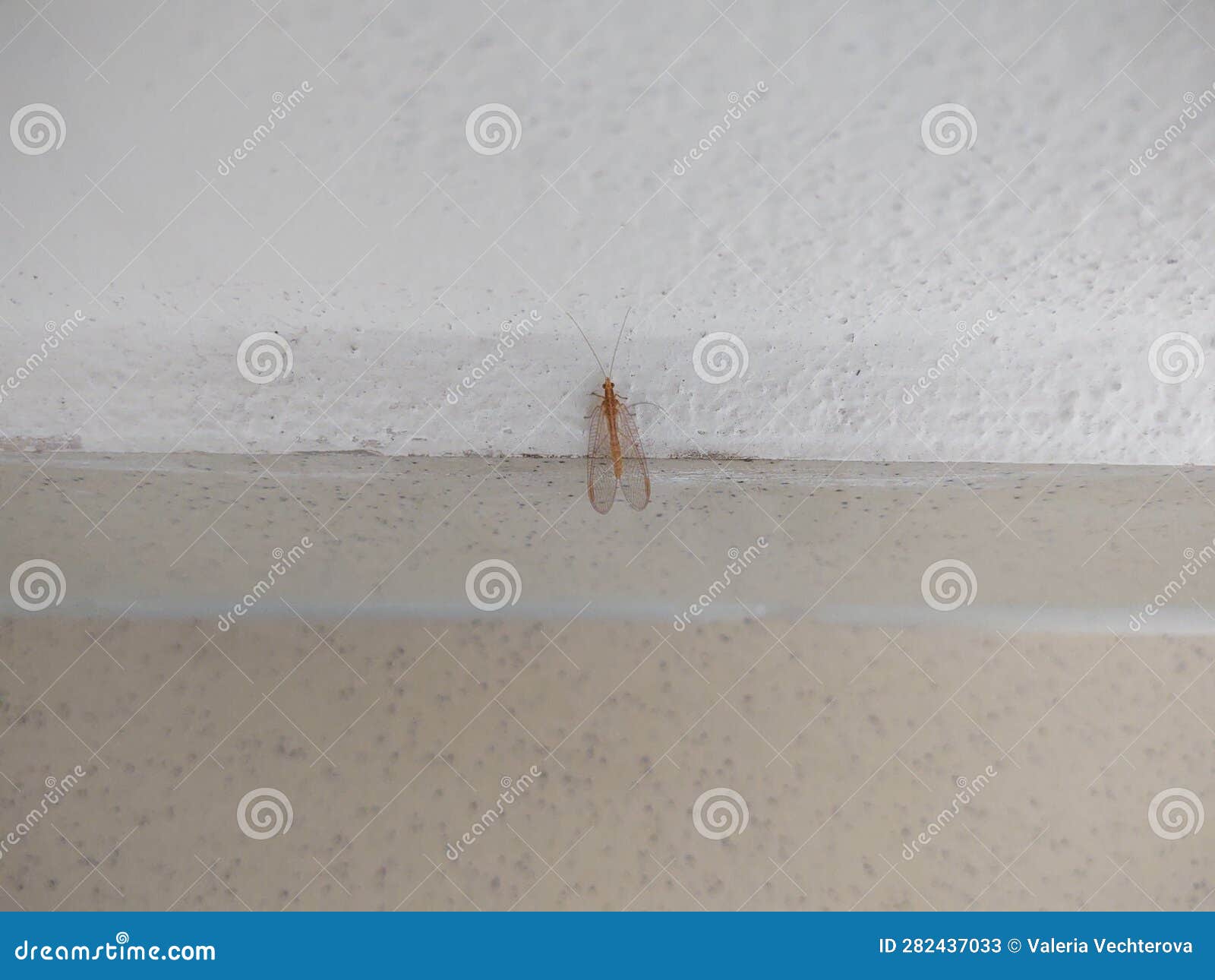 Mayfly Ephoron and the Skin on the Wall or the Window Stock Image ...