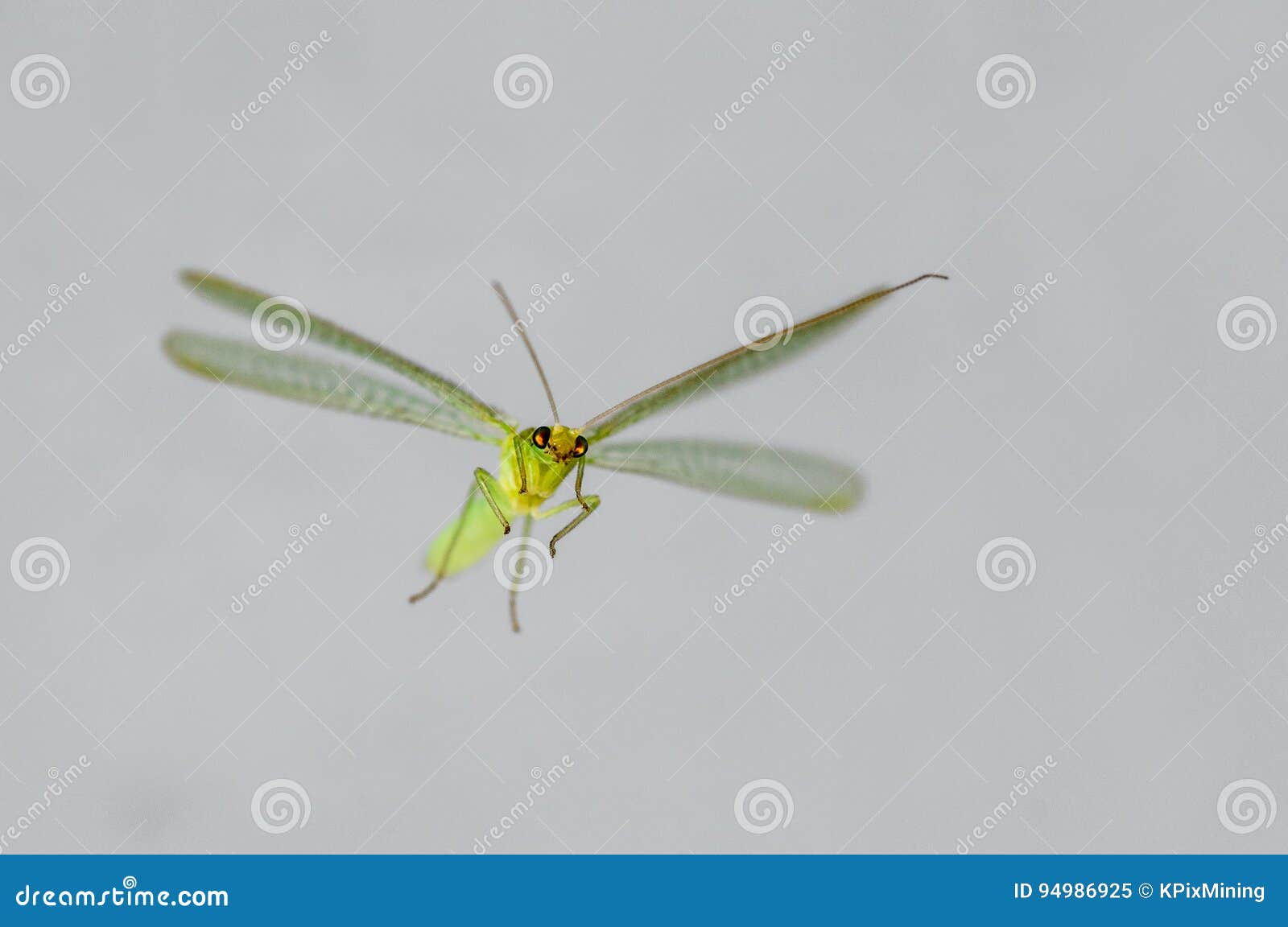 Close-up of Mayfly in Flight Stock Image - Image of ephemeroptera ...