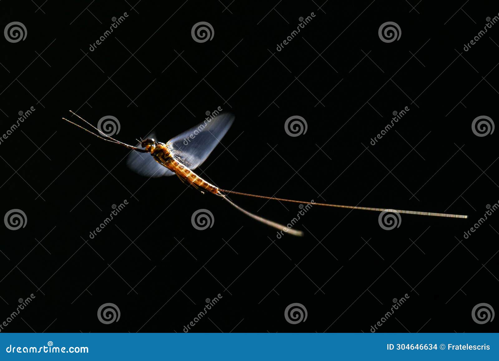 Mayfly in Flight - Ephemeroptera Stock Photo - Image of wildlife ...