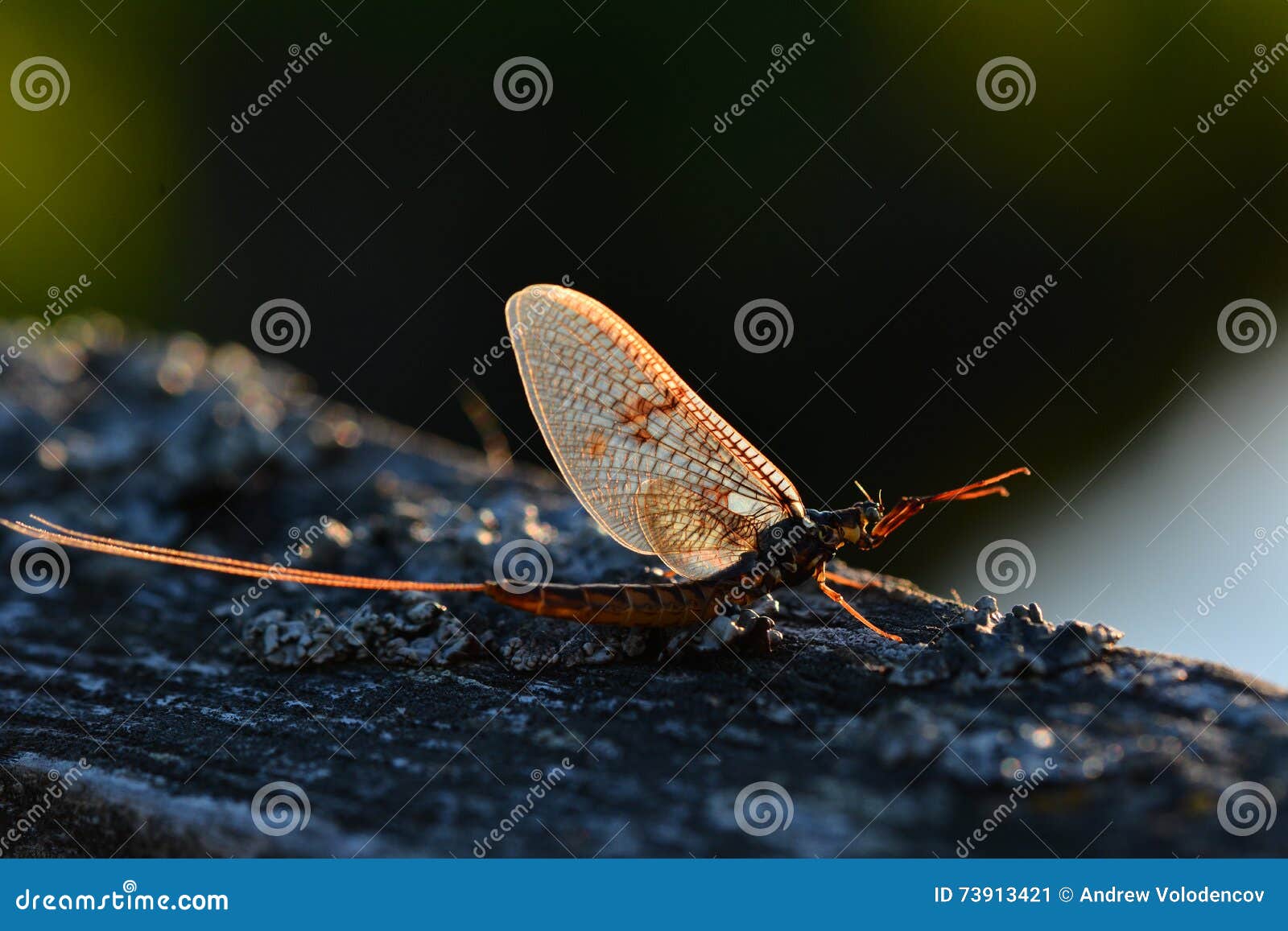 Mayfly fly fishing stock image. Image of mayfly, chub - 73913421