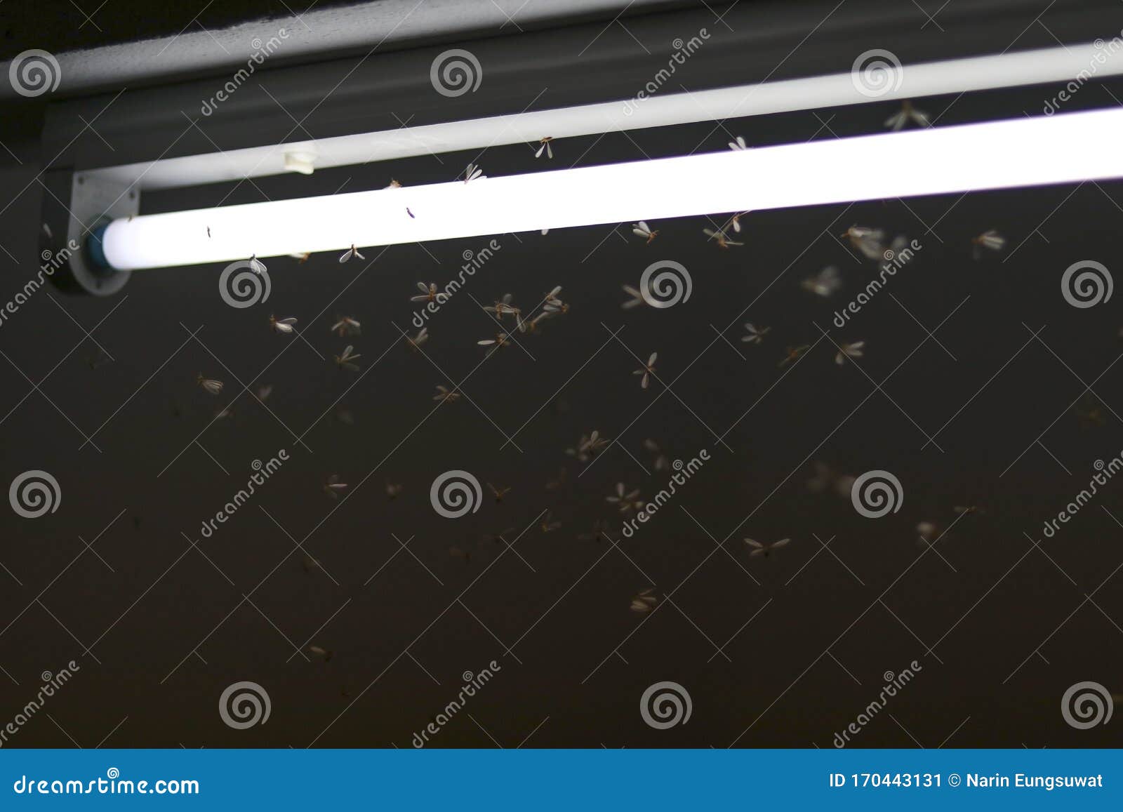 120 Insects Flying Lights Stock Photos - Free & Royalty-Free Stock ...
