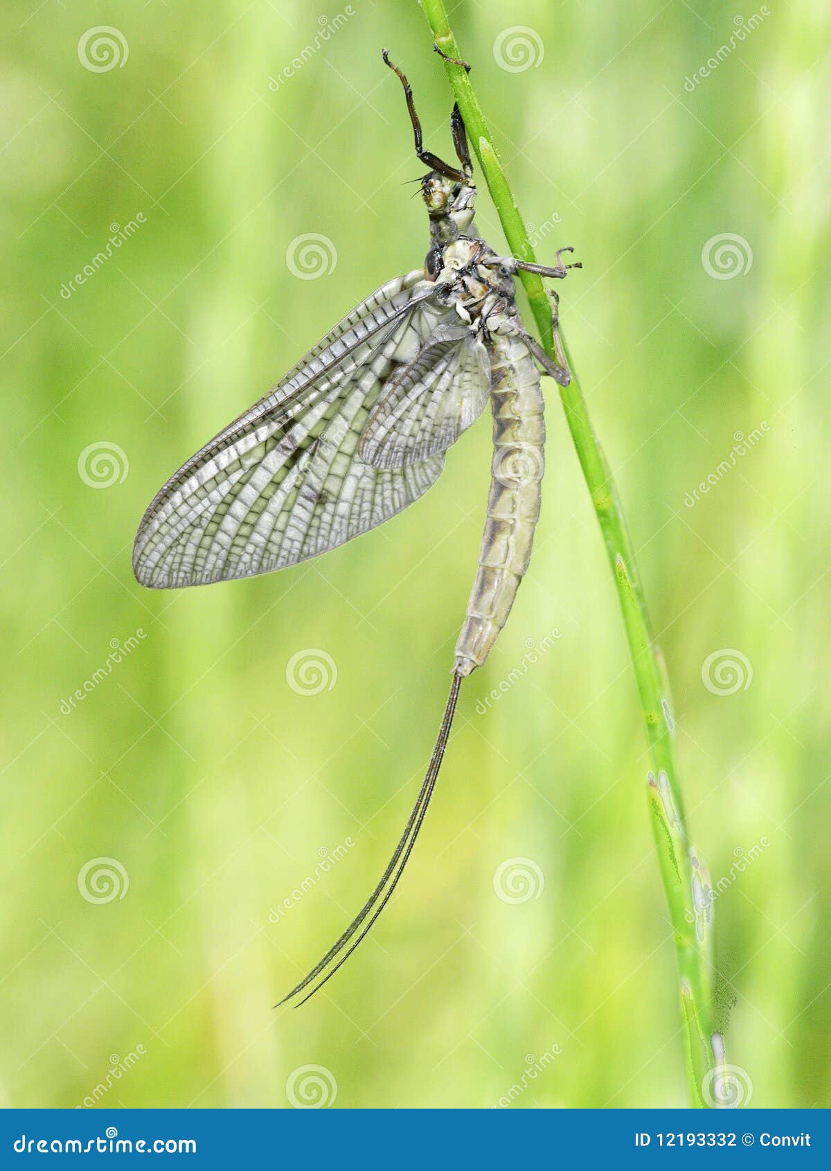 Mayfly on grass stock photo. Image of grass, outdoor - 12193332