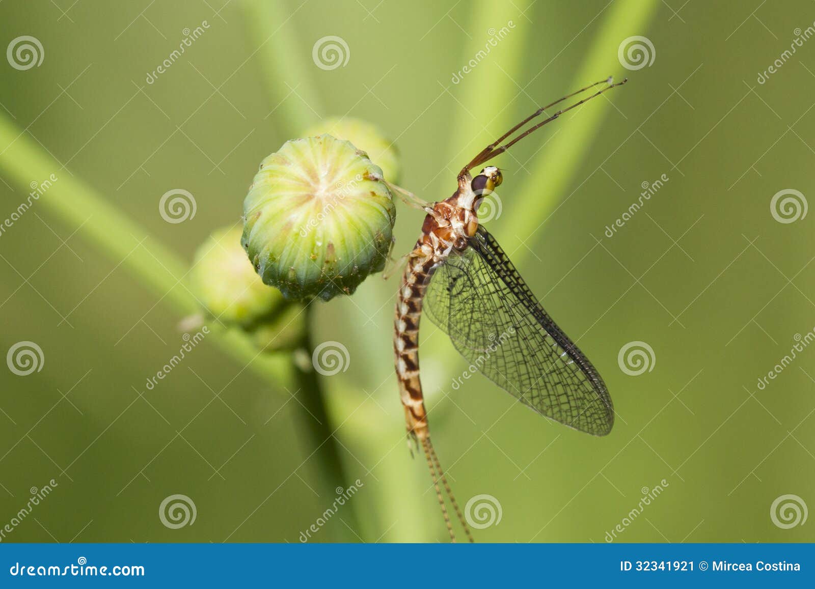 Mayfly stock image. Image of flighted, closeup, close - 32341921