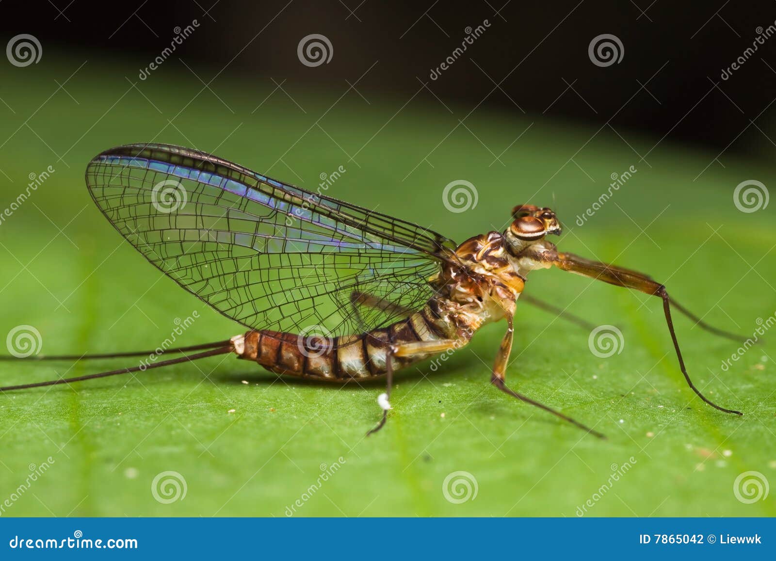 Mayfly on the Green leaf stock photo. Image of diptera - 7865042