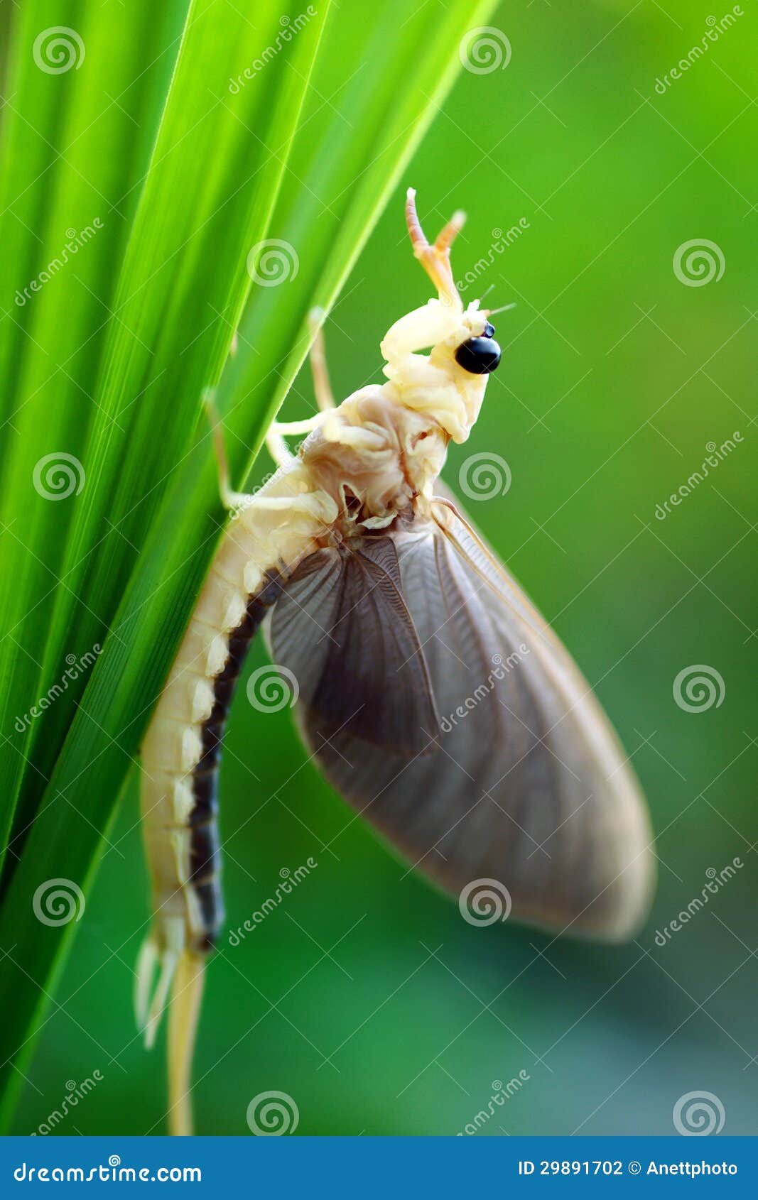 Mayfly between the grass stock photo. Image of spring - 29891702