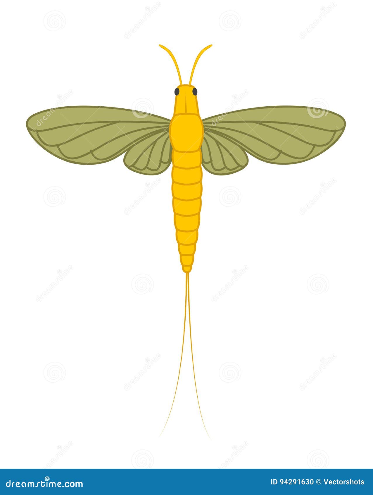 Mayfly Insect Illustration stock vector. Illustration of dragonfly ...