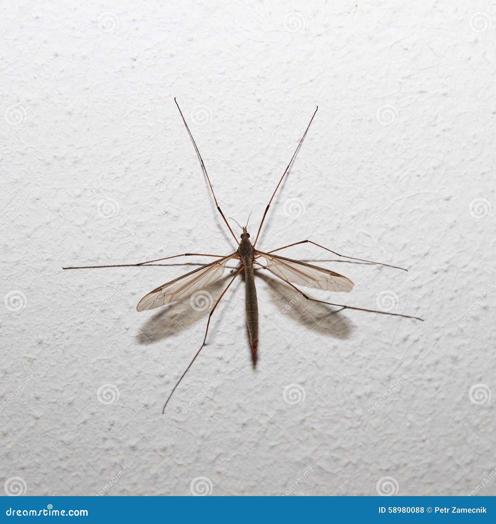 Mayfly stock photo. Image of stictoleptura, insect, ephemeroptera ...