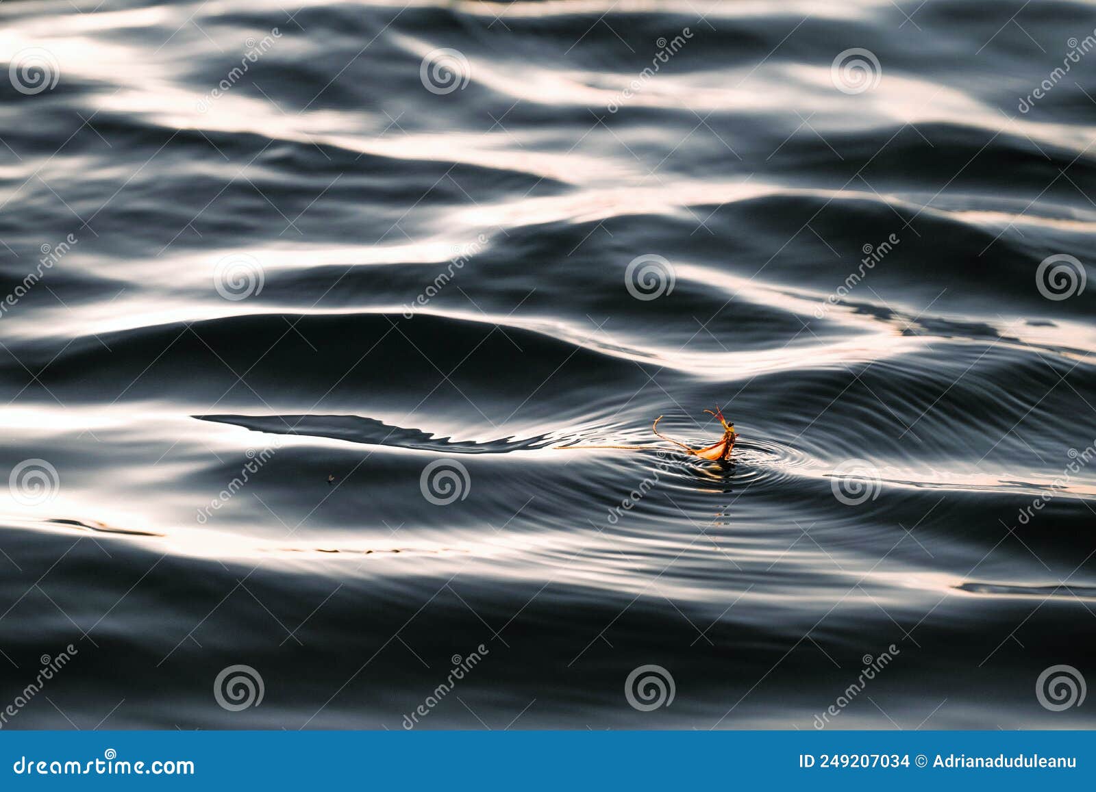 Mayfly Insect Swimming in Water Stock Photo - Image of cloud, light ...