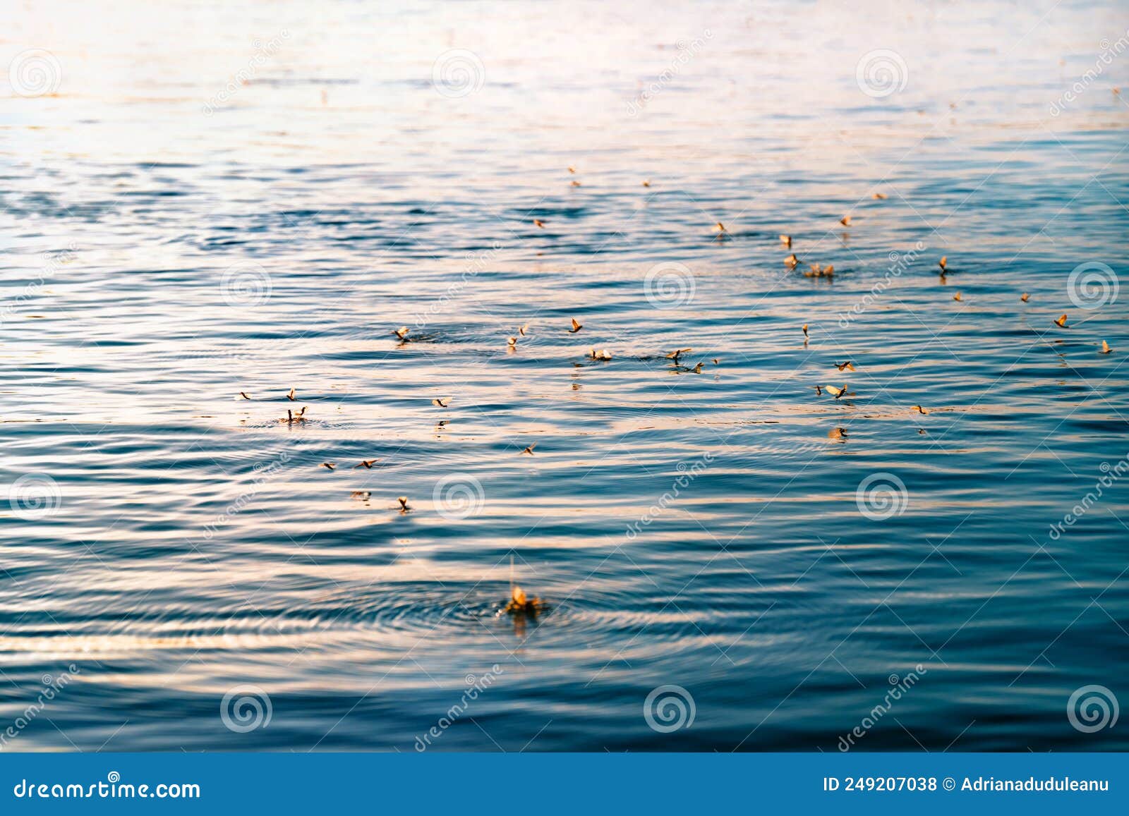 Mayfly insects on water stock photo. Image of cloud - 249207038