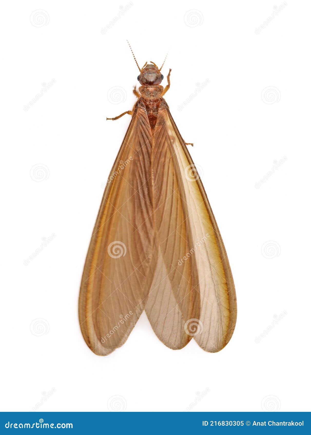 Mayfly Isolated on the White Background Stock Image - Image of food ...