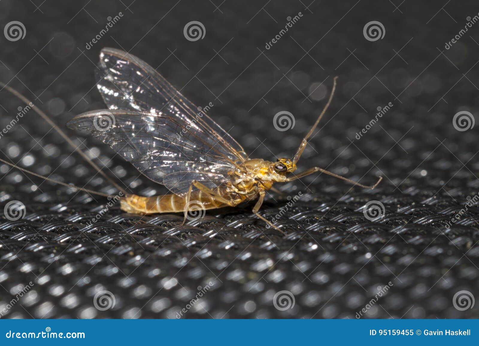 Mayfly stock image. Image of spring, matting, wildlife - 95159455