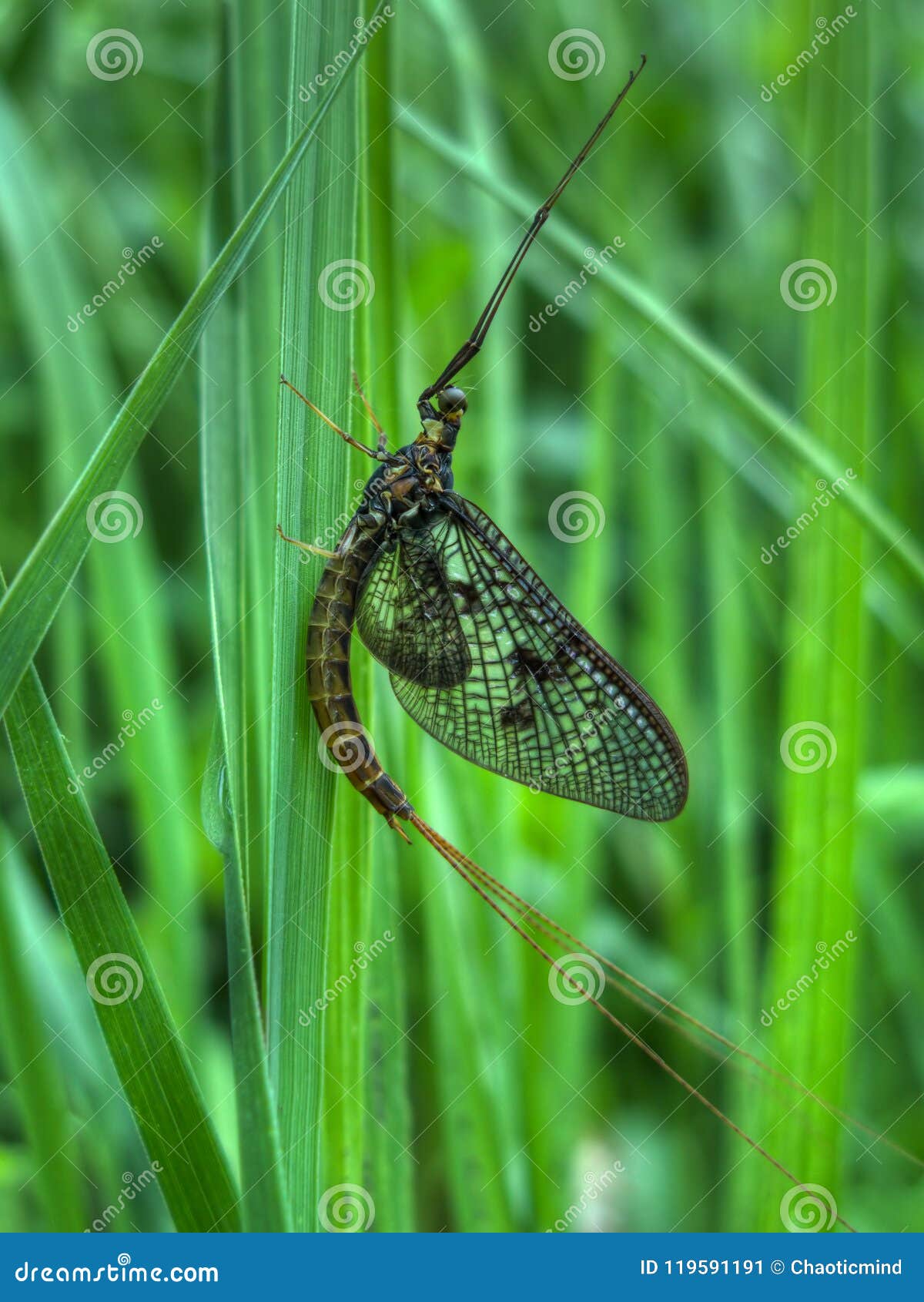 Mayfly stock image. Image of predator, outdoor, glossy - 119591191
