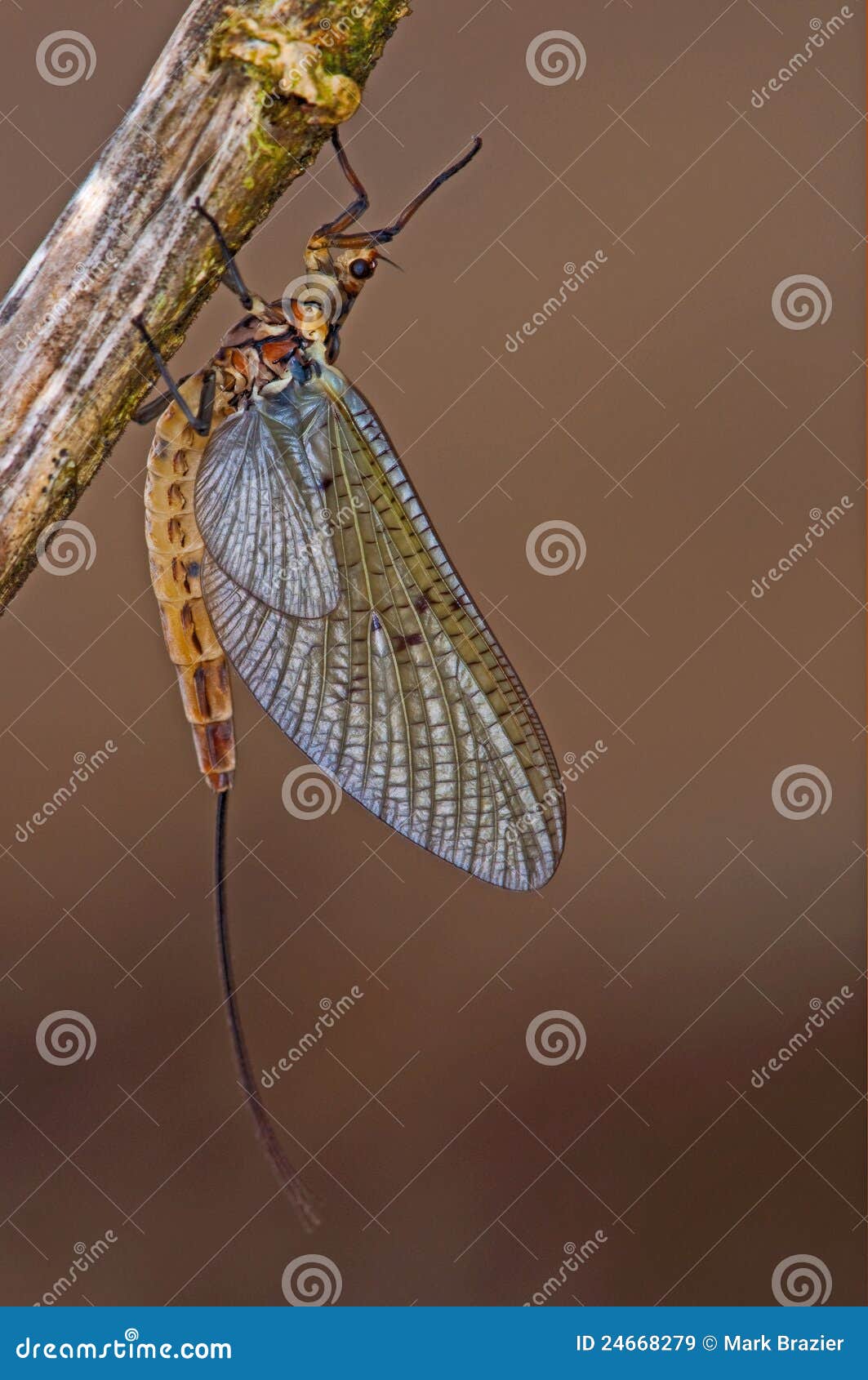 The mayfly that may fly stock image. Image of insect - 24668279