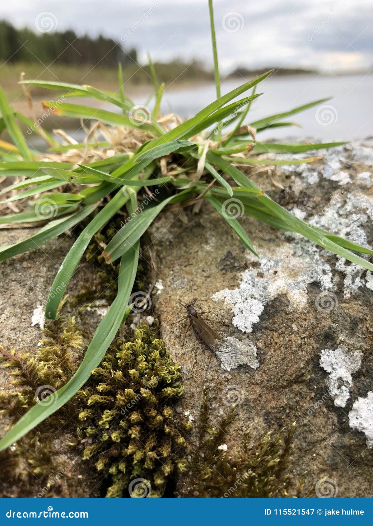 Mayfly stock image. Image of season, wall, bugs, nature - 115521547