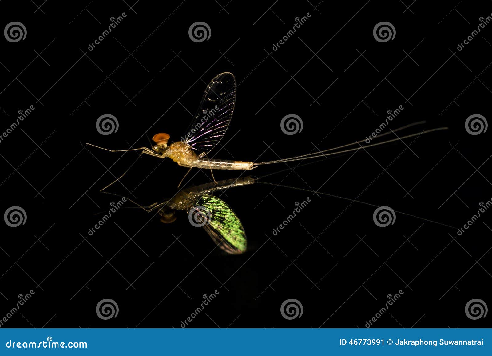 Mayfly on a mirror stock image. Image of wildlife, water - 46773991